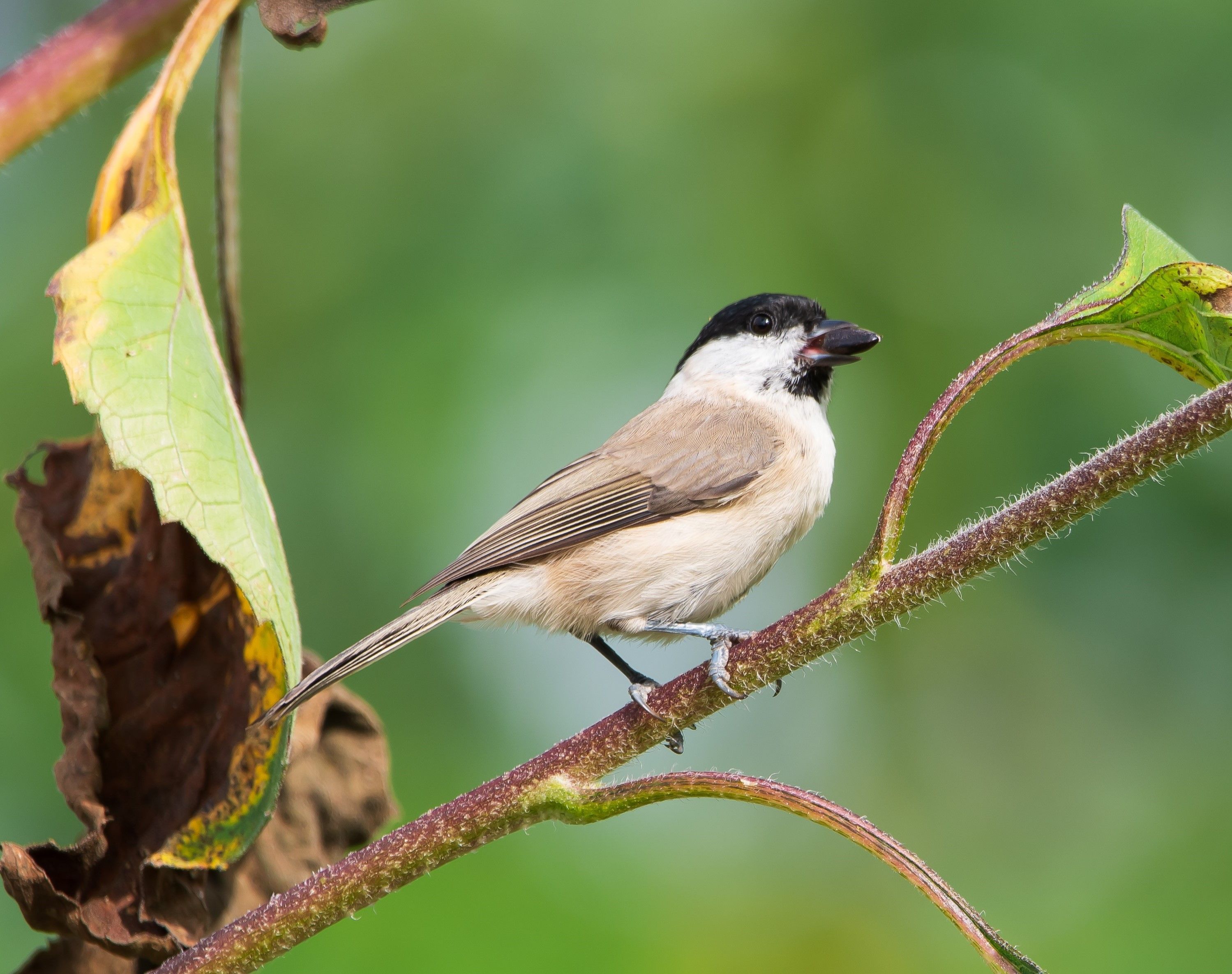 Close-up of Bird Perching Outdoors · Free Stock Photo