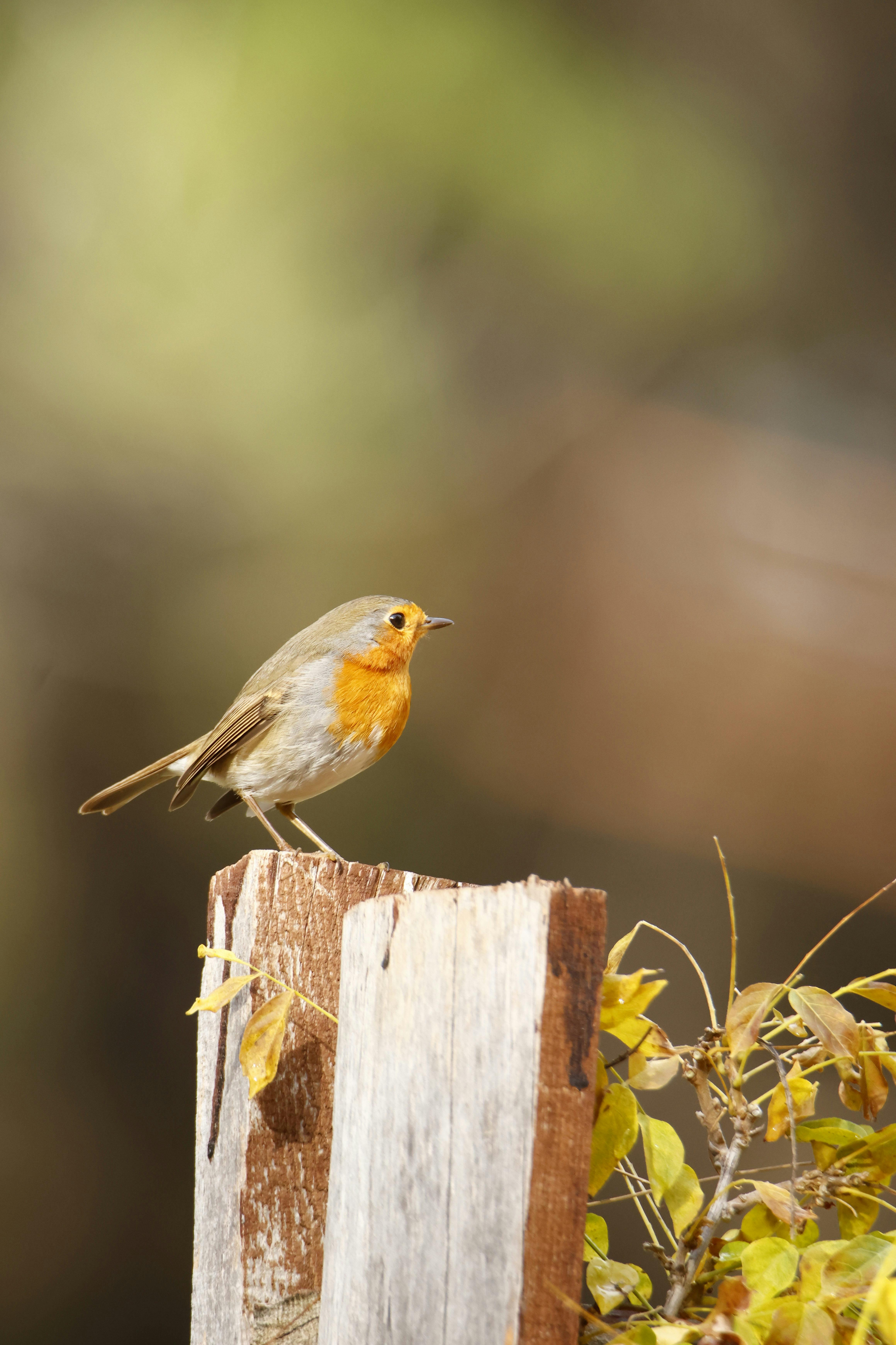 Pixel Background Photos, Download The BEST Free Pixel Background Stock ...