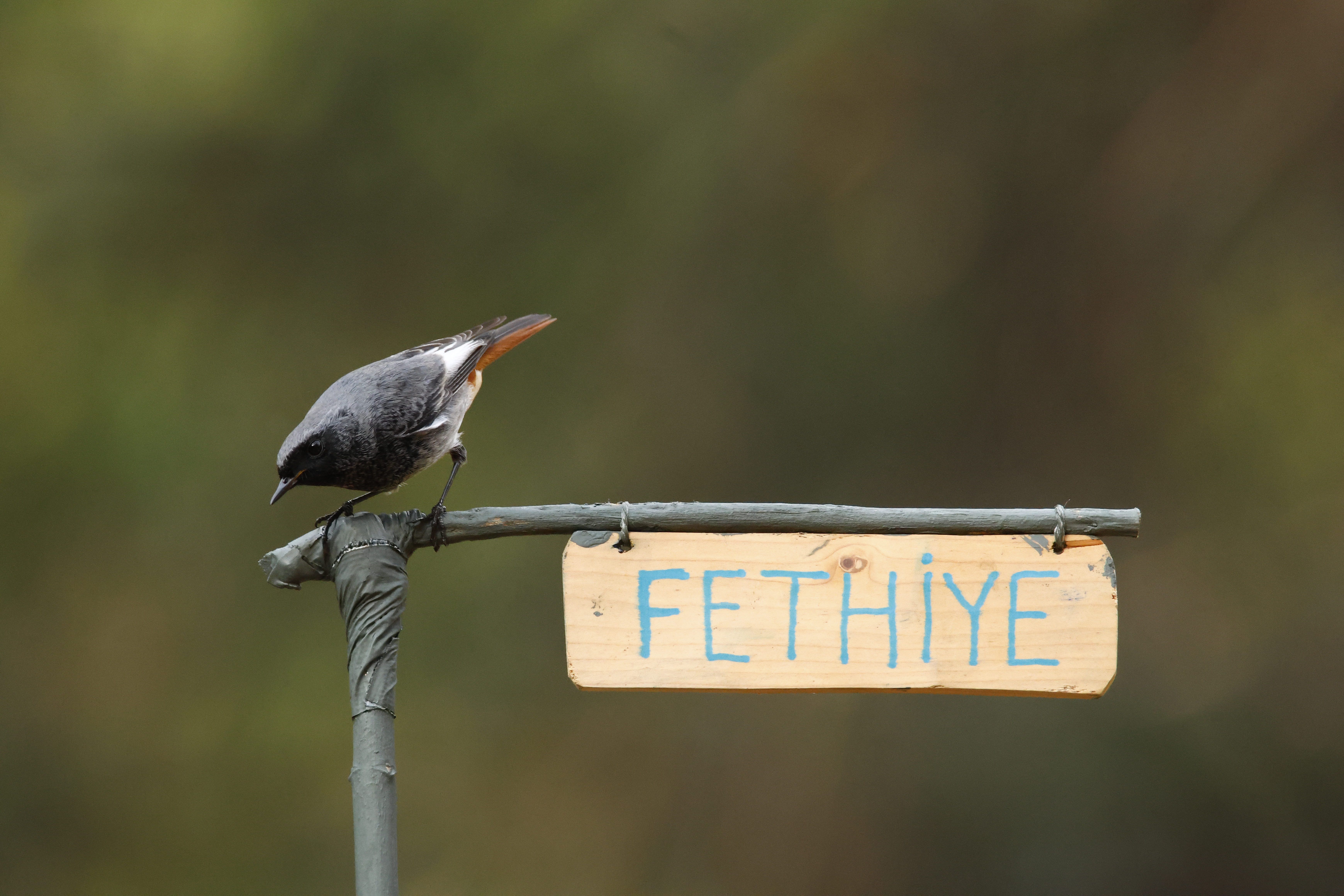 Black Redstart on Sign in Fethiye, Turkey · Free Stock Photo
