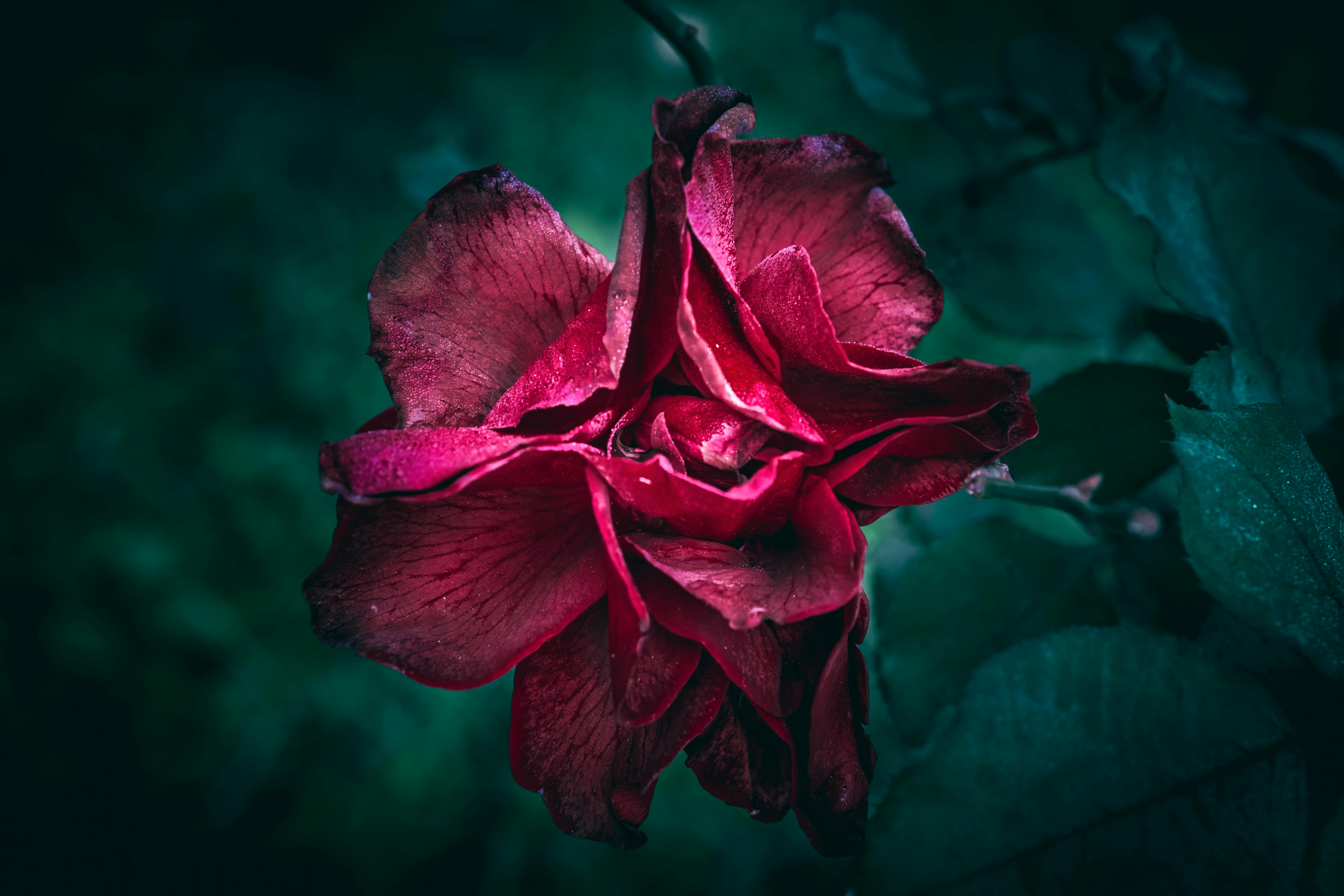 Rosa Roja Vibrante Con Fondo Verde Oscuro · Foto de stock gratuita