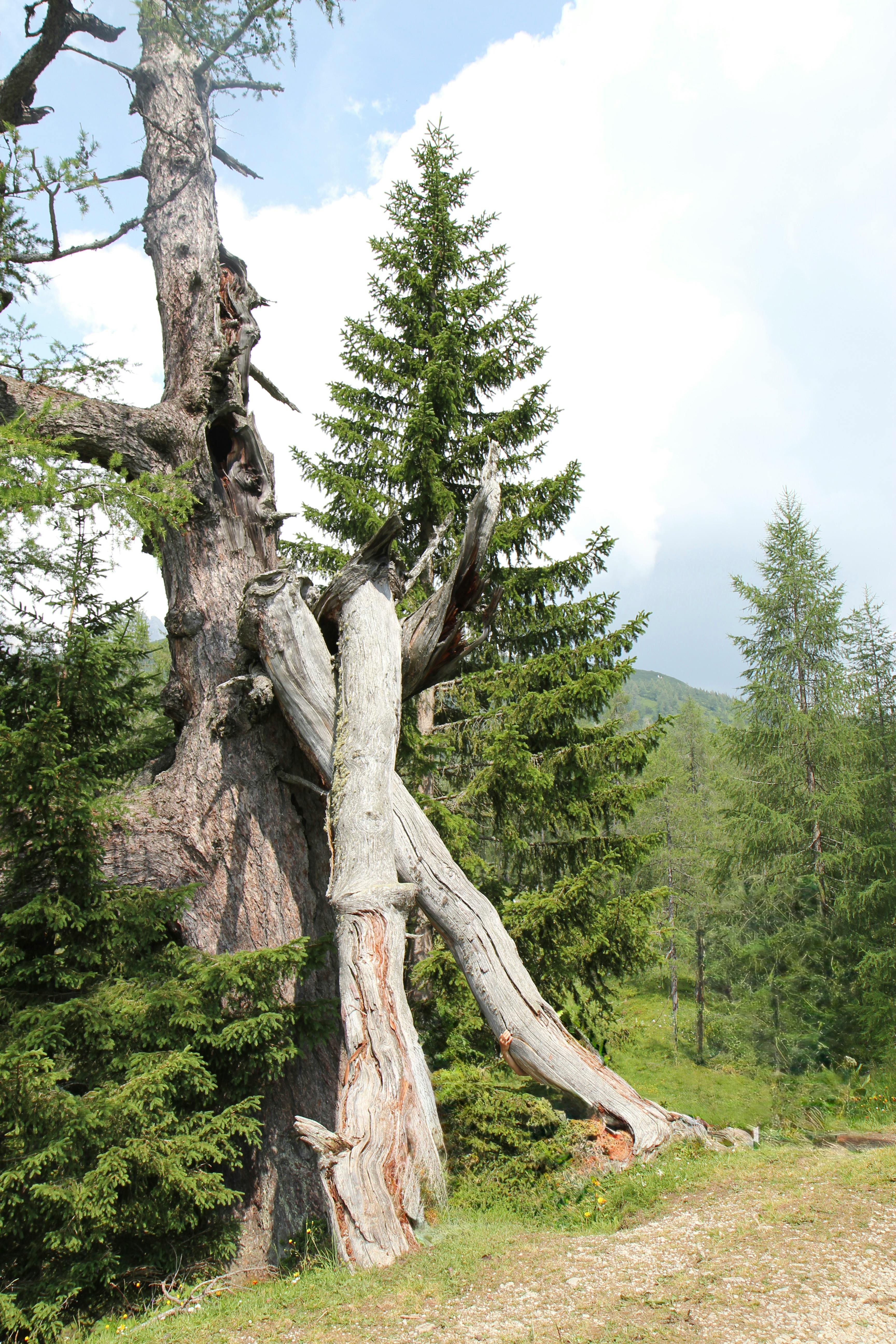 Old Tree Photos, Download The BEST Free Old Tree Stock Photos & HD Images