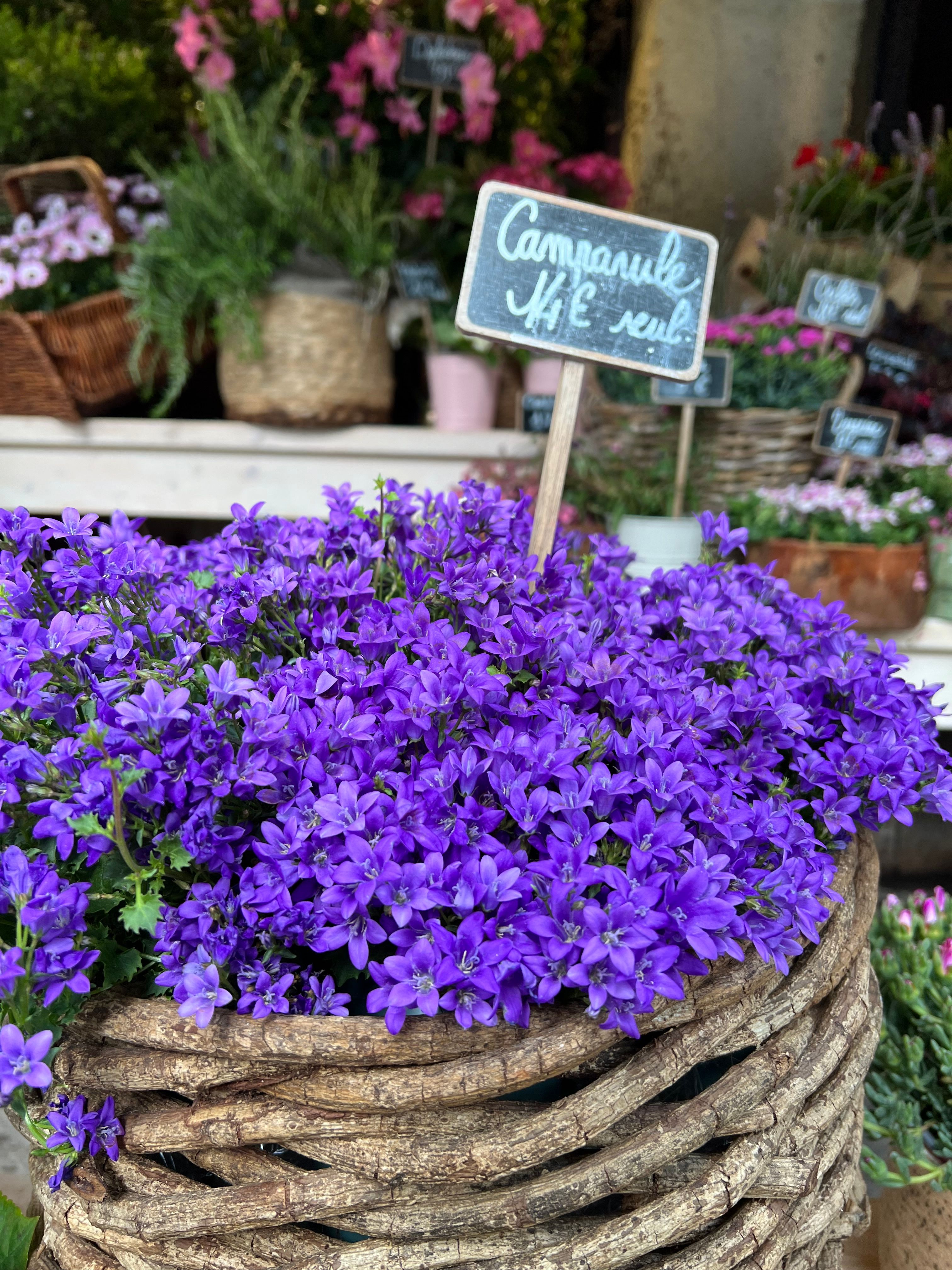 French Flowers Photos, Download The BEST Free French Flowers Stock ...