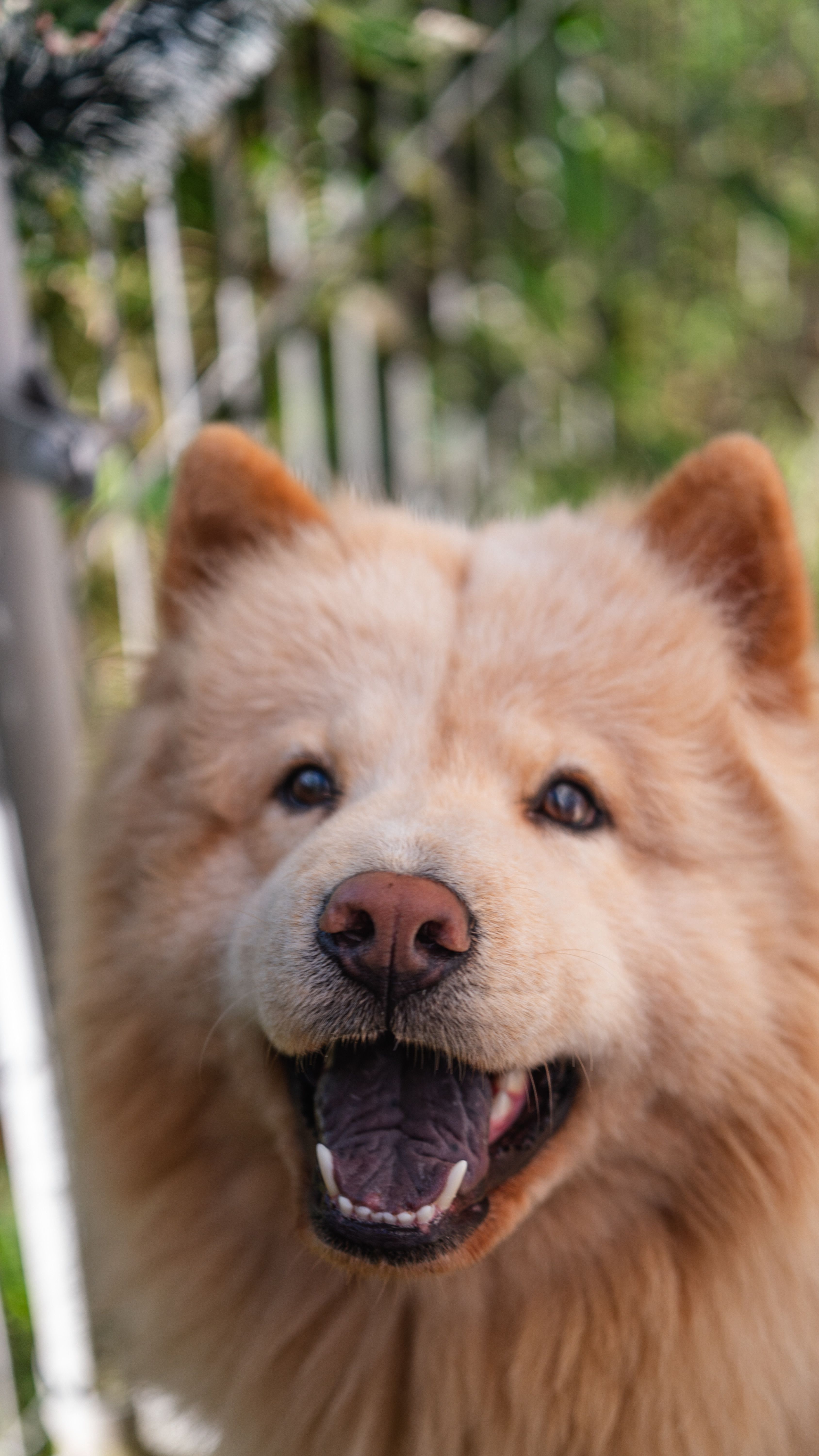 40 000+ Rabbid+dogs banque d’images et photos libres de droit ...