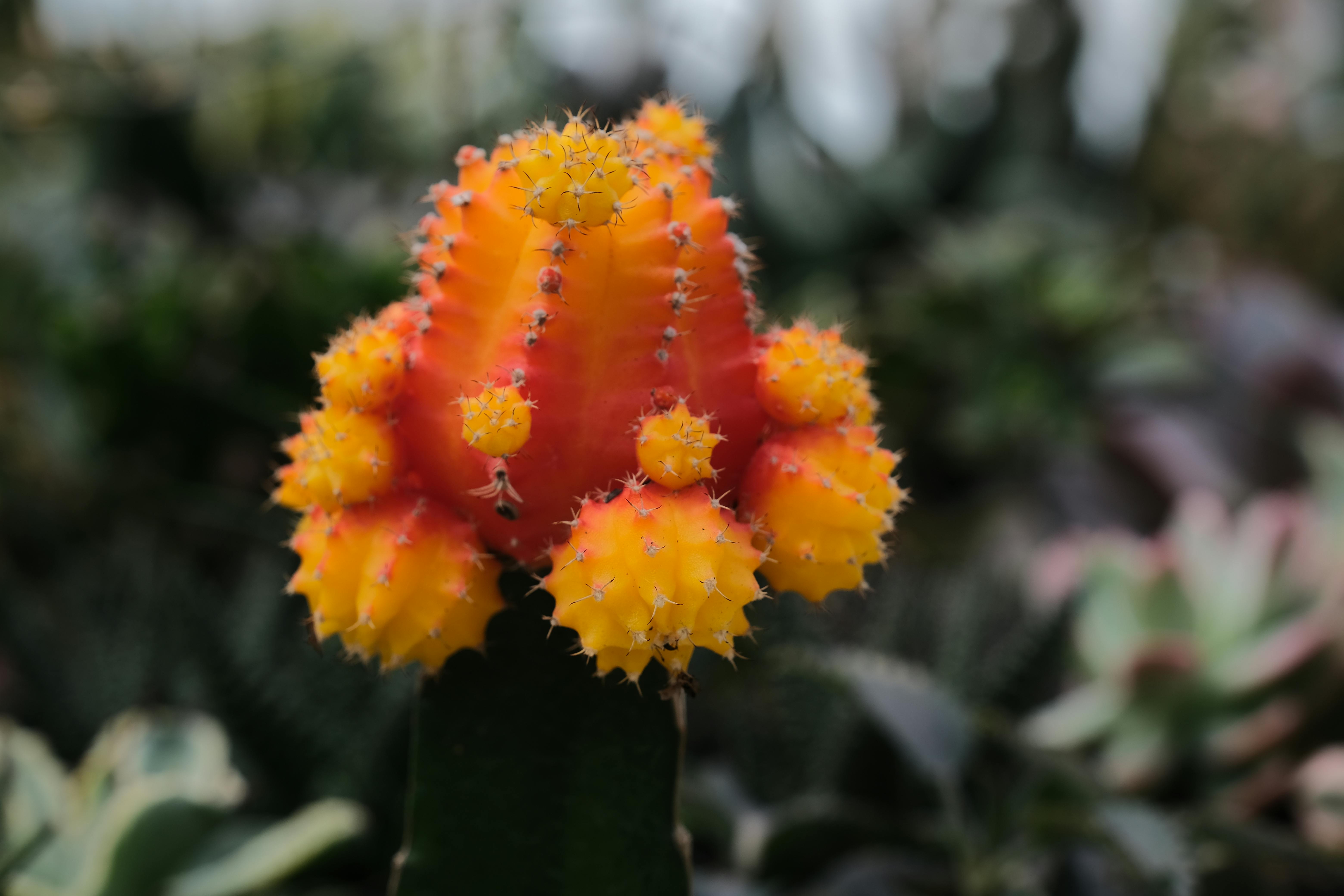 Toro+X+.Com Photos, Download The BEST Free Toro+X+.Com Stock Photos ...