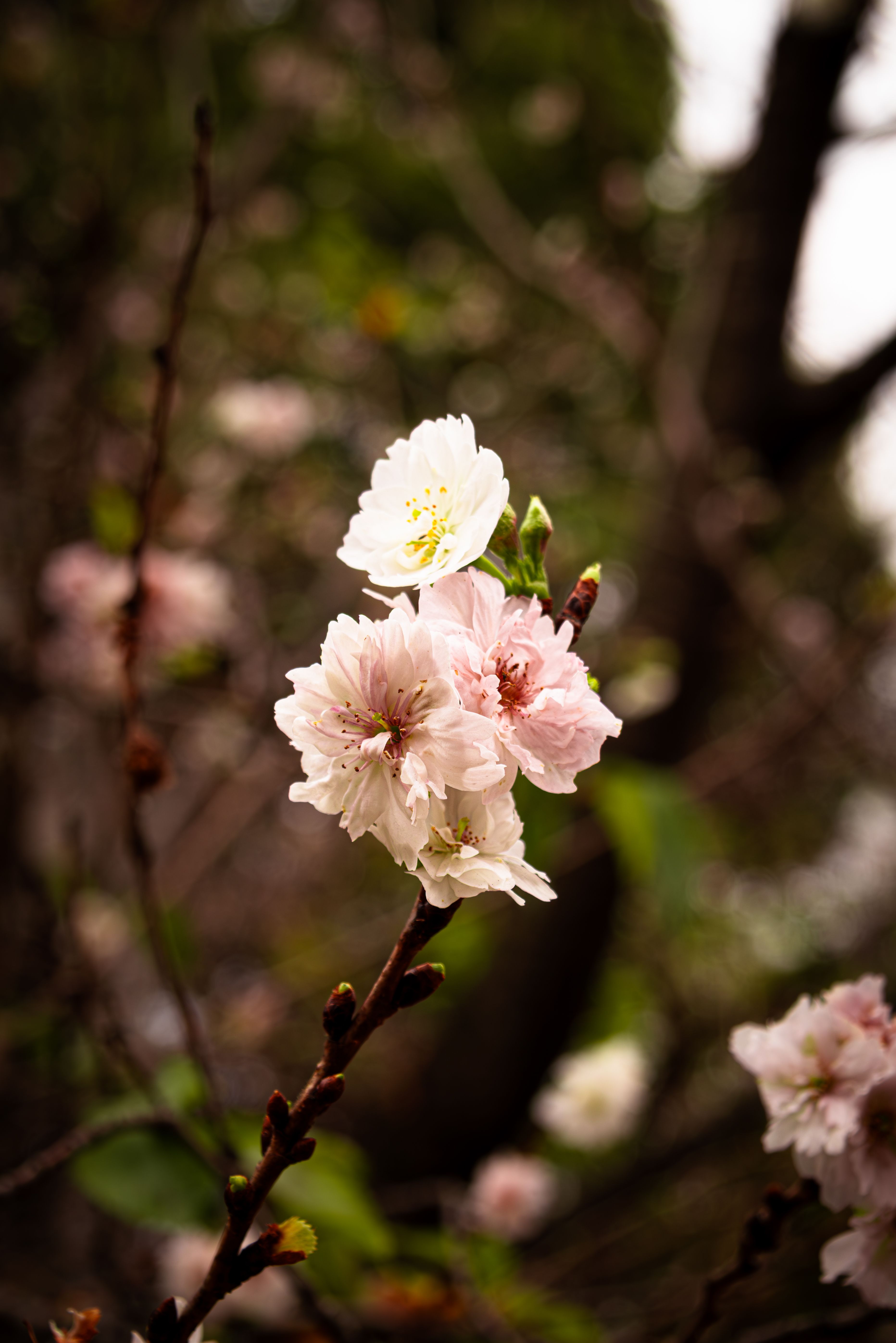 Tokyo Revanger Photos, Download The BEST Free Tokyo Revanger Stock ...
