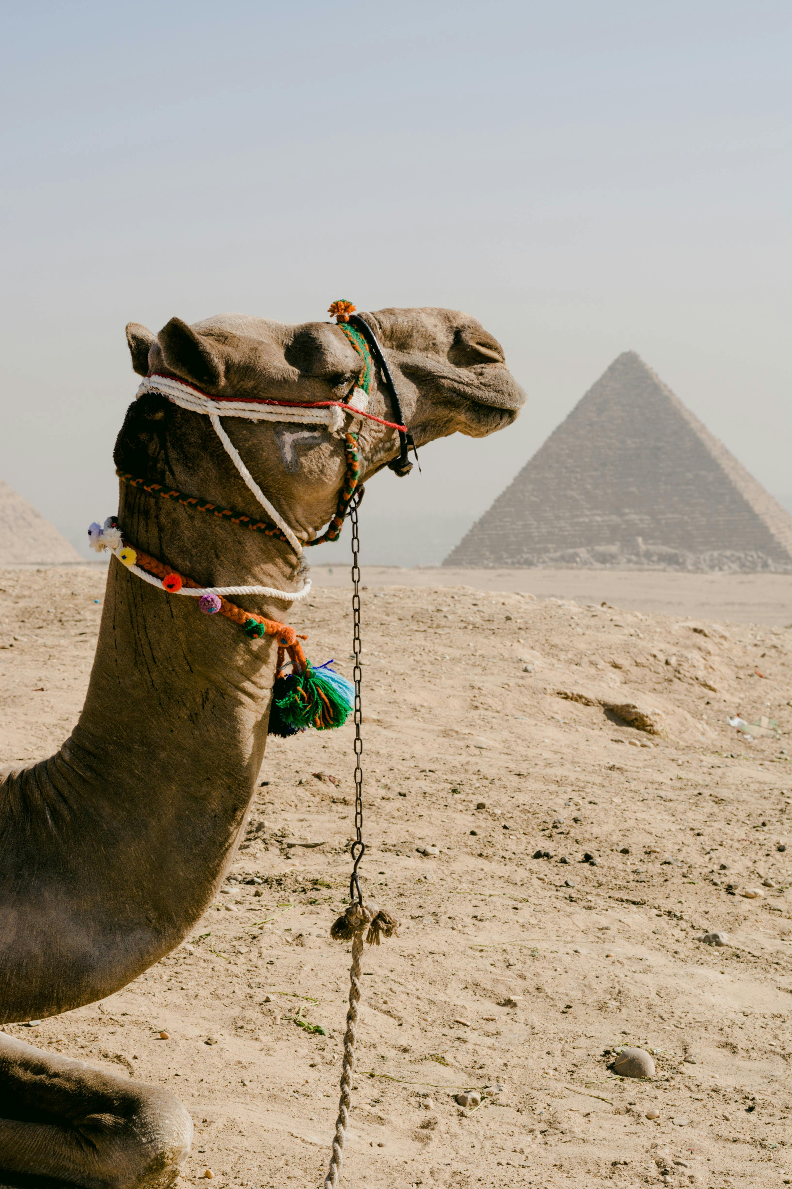 Camel and Giza Pyramids in the Desert · Free Stock Photo