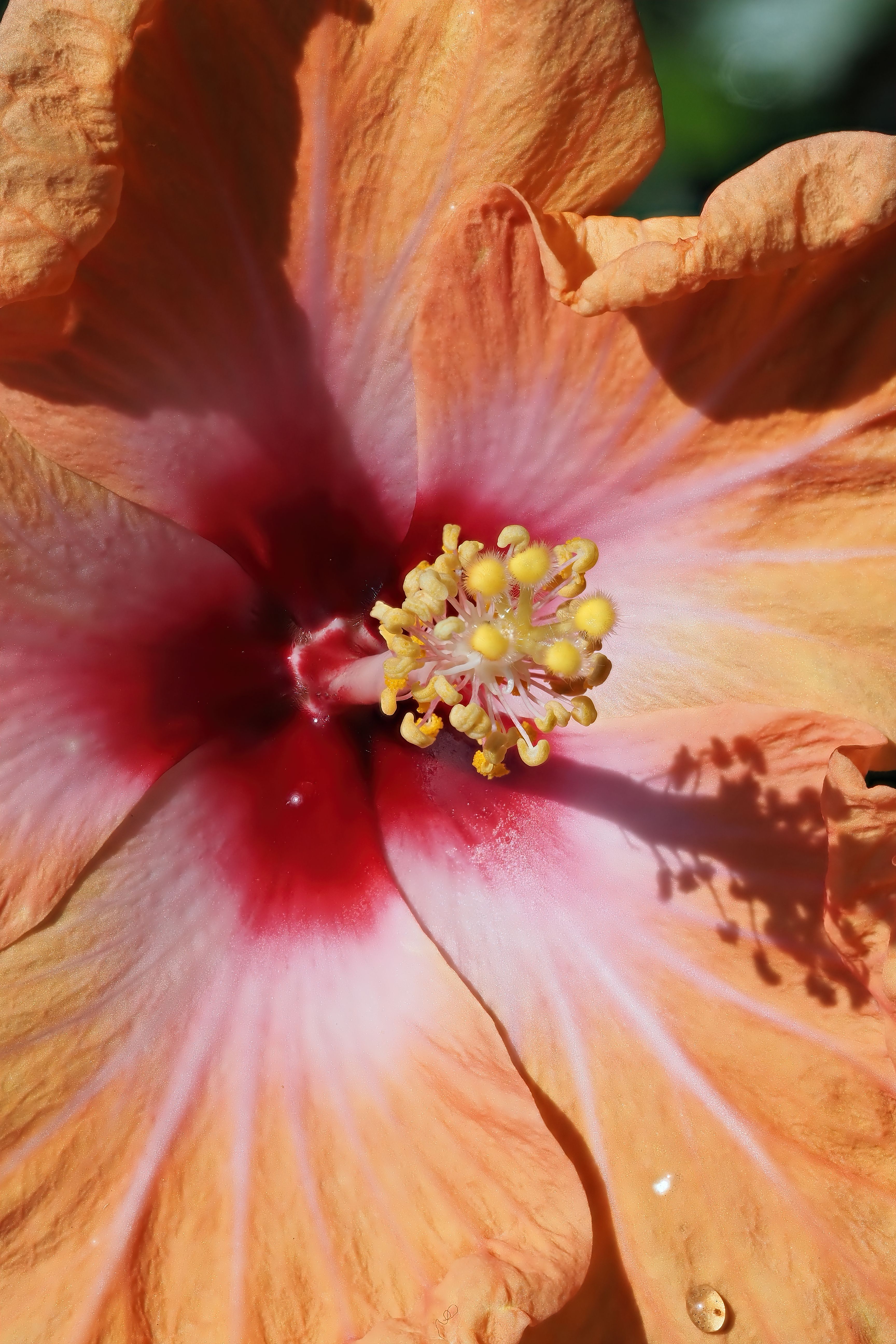 Sun Hibiscus Photos, Download The BEST Free Sun Hibiscus Stock Photos ...