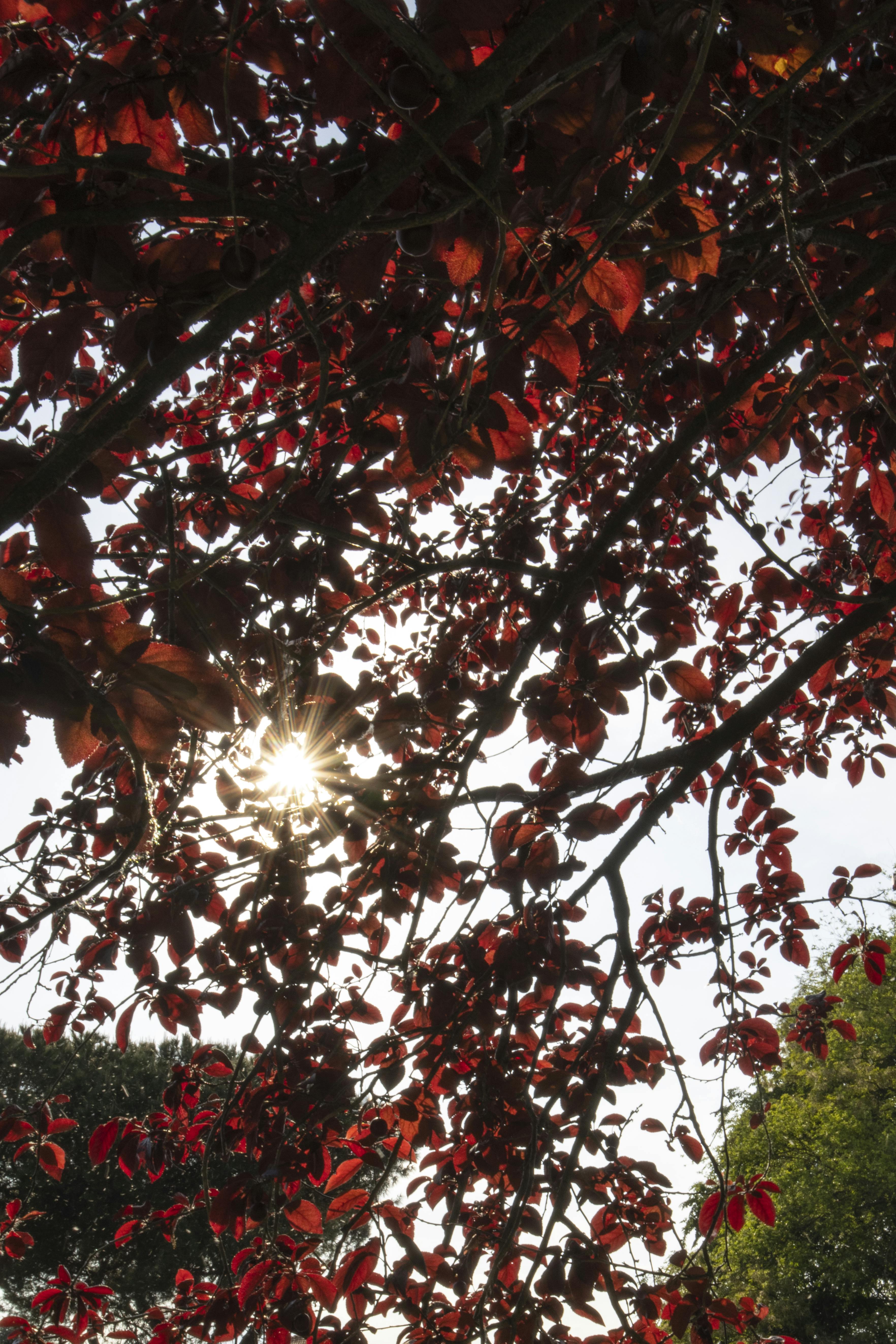 Serviette+Invité+Rayé Photos, Download The BEST Free Serviette+Invité ...