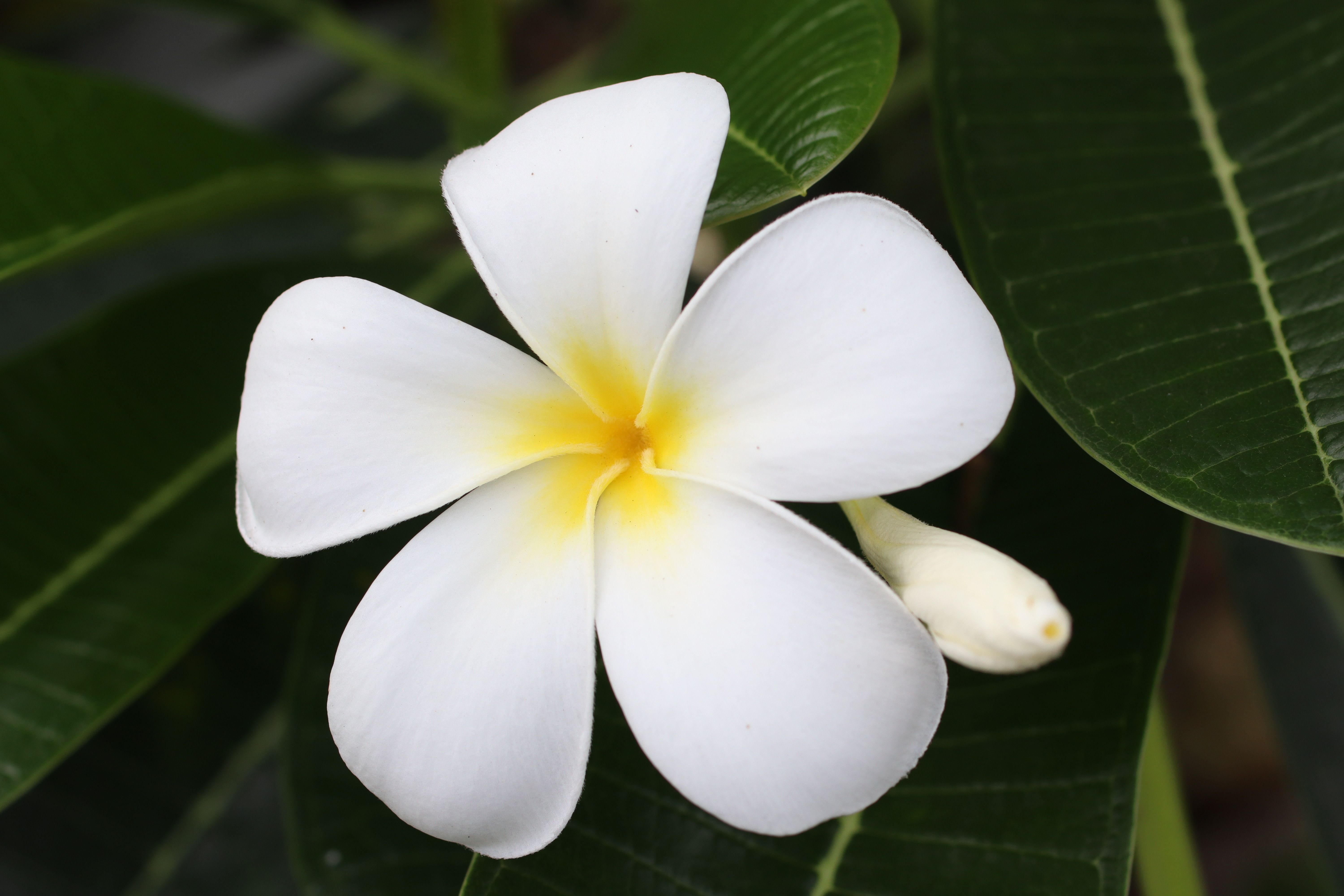Plain Flower Photos, Download The BEST Free Plain Flower Stock Photos ...