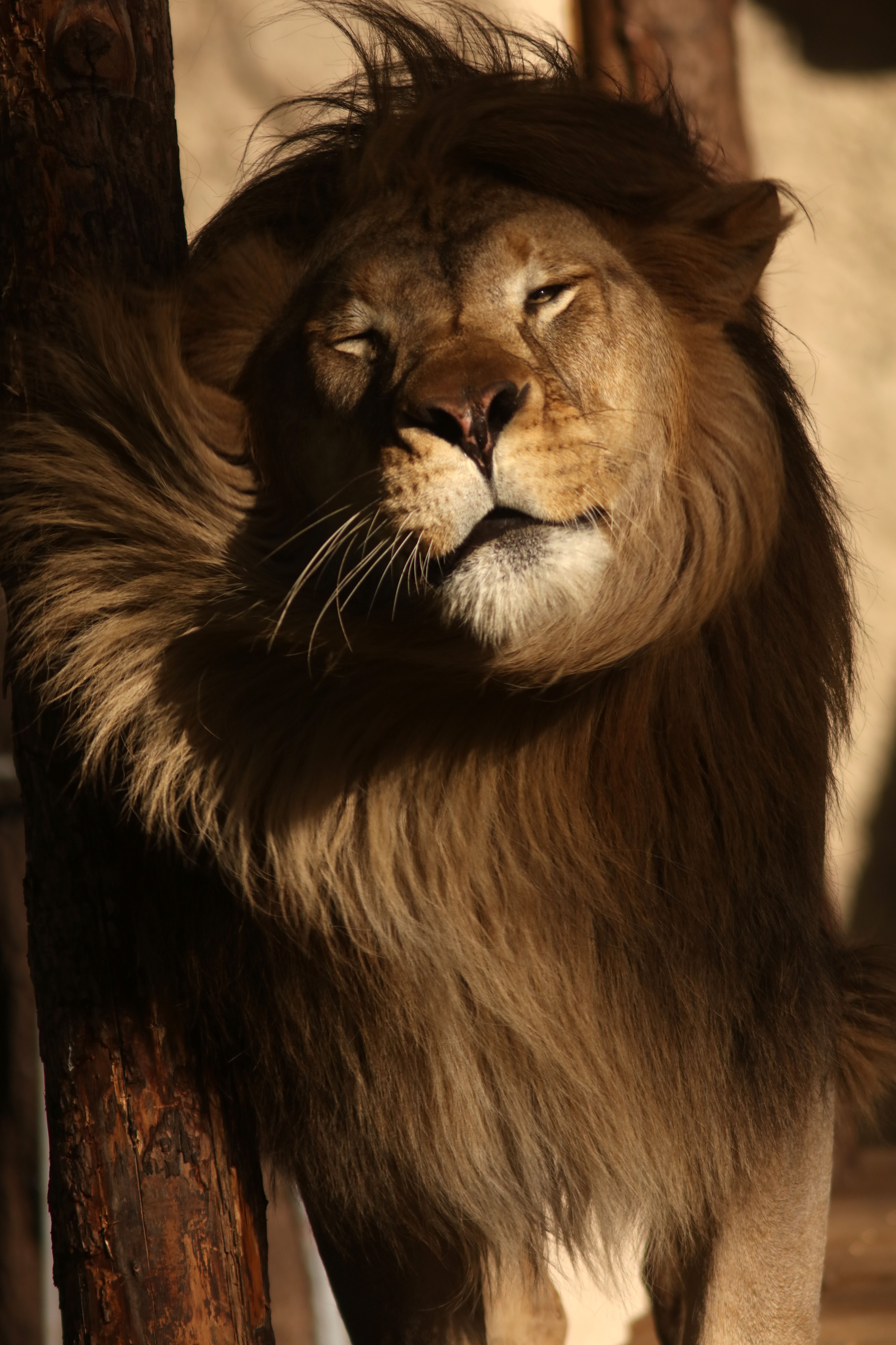 Lion Slap Photos, Download The BEST Free Lion Slap Stock Photos & HD Images