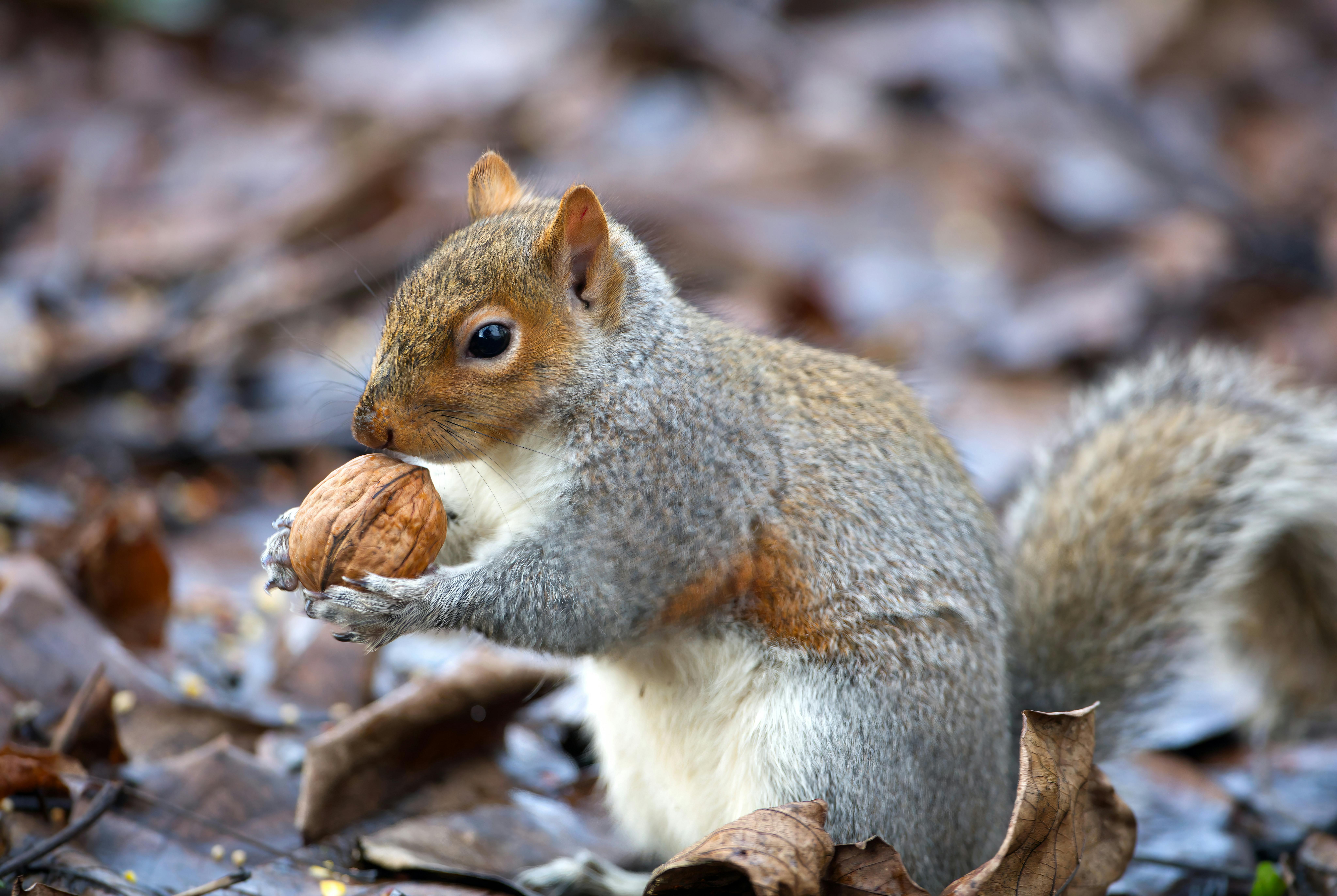 Écureuil Gris Tenant Une Noisette Dans Les Feuilles D'automne · Photo ...