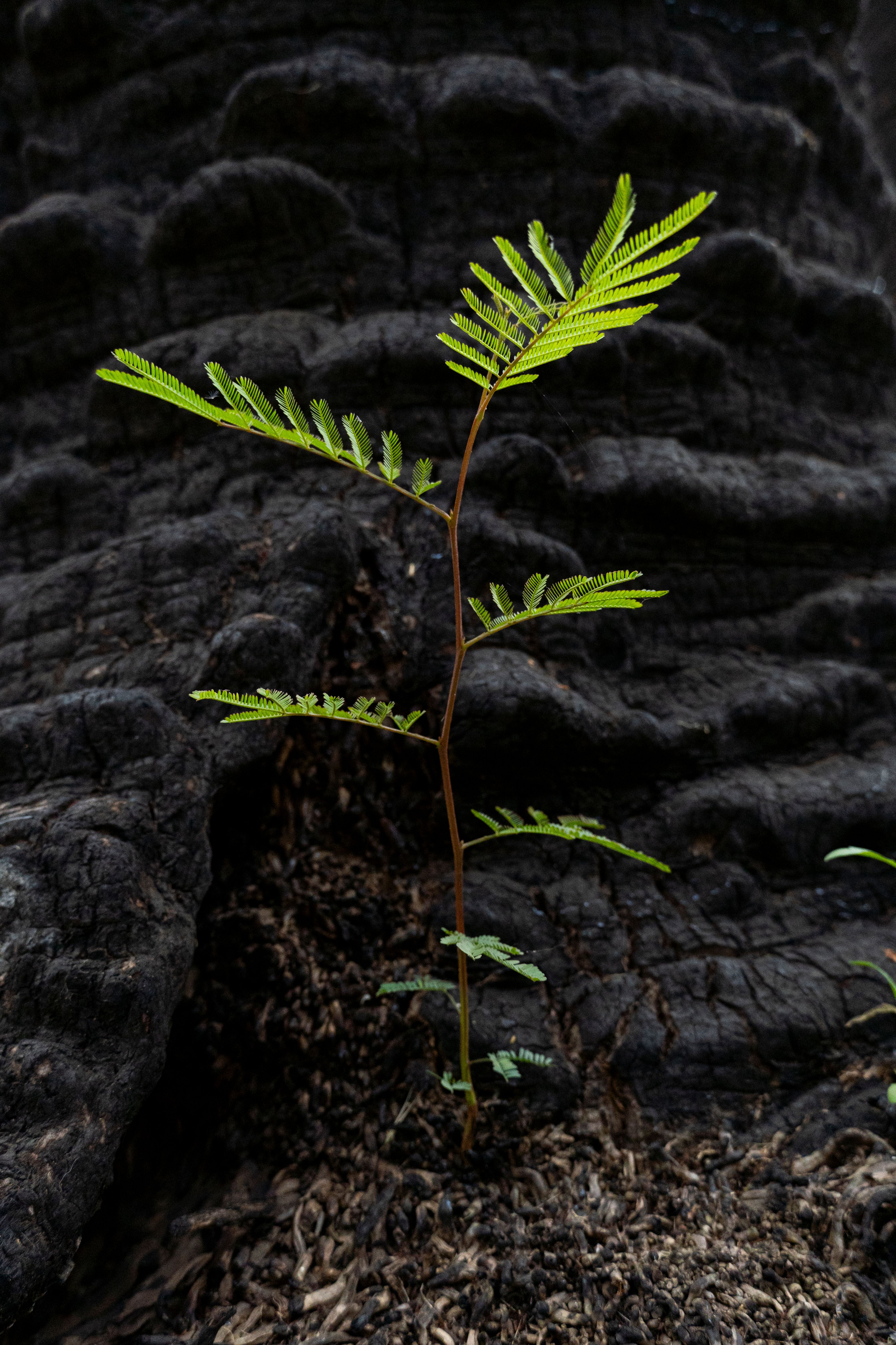 Helecho Joven Creciendo En Suelo Forestal Carbonizado · Foto de stock ...