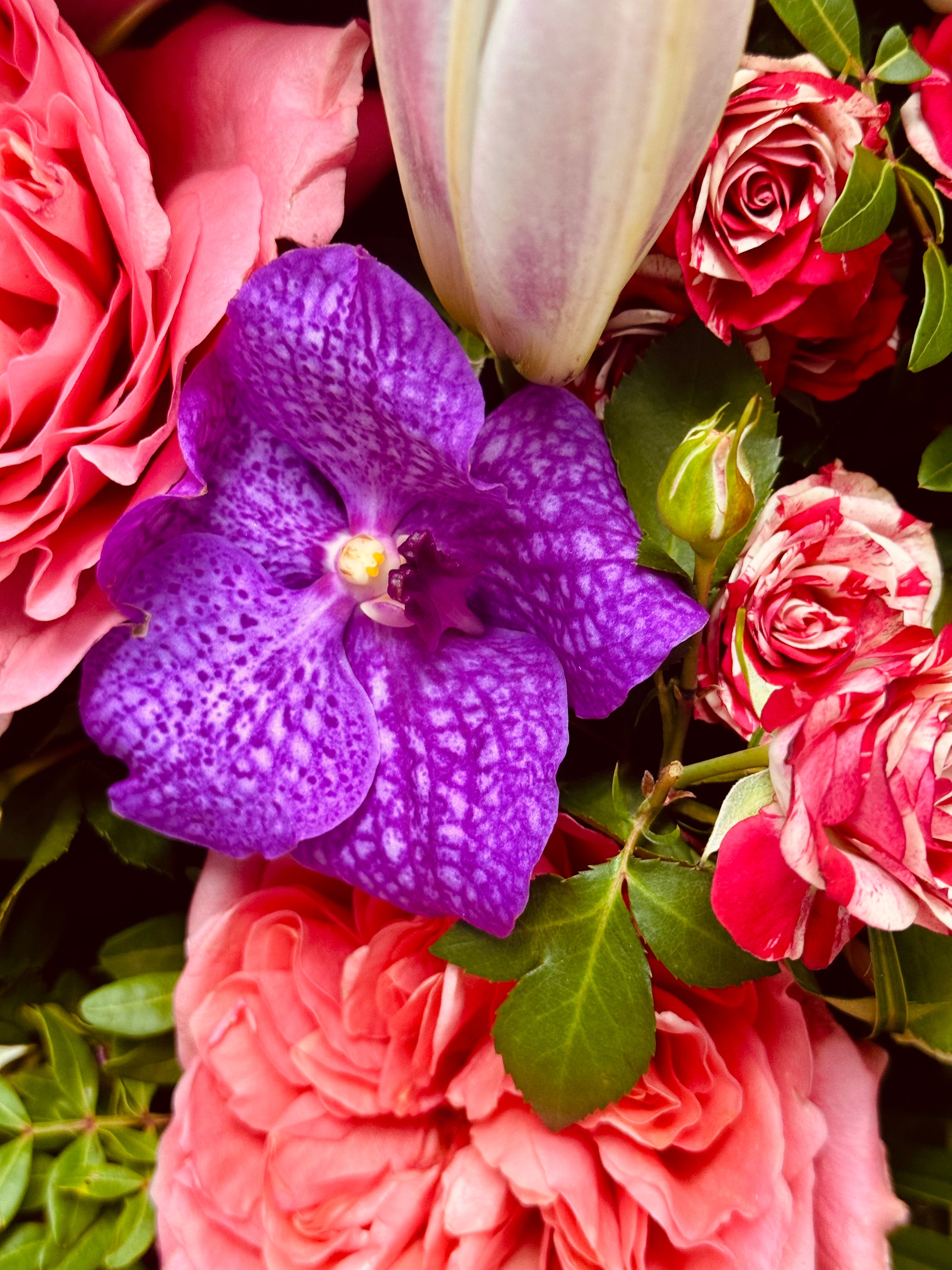 Bloom Flowers Photos, Download The BEST Free Bloom Flowers Stock Photos ...