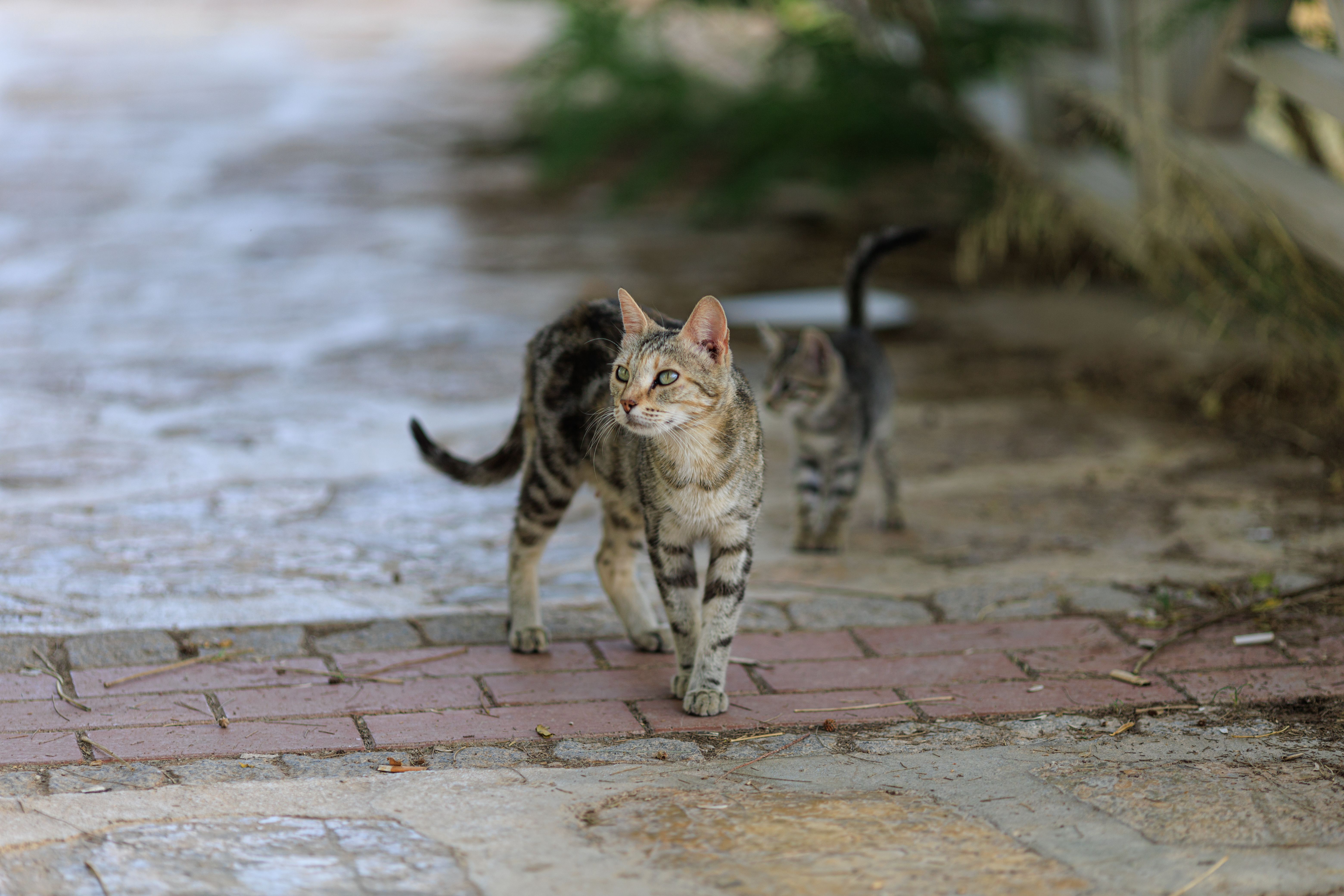 Maxwell The Cat Photos, Download The BEST Free Maxwell The Cat Stock ...