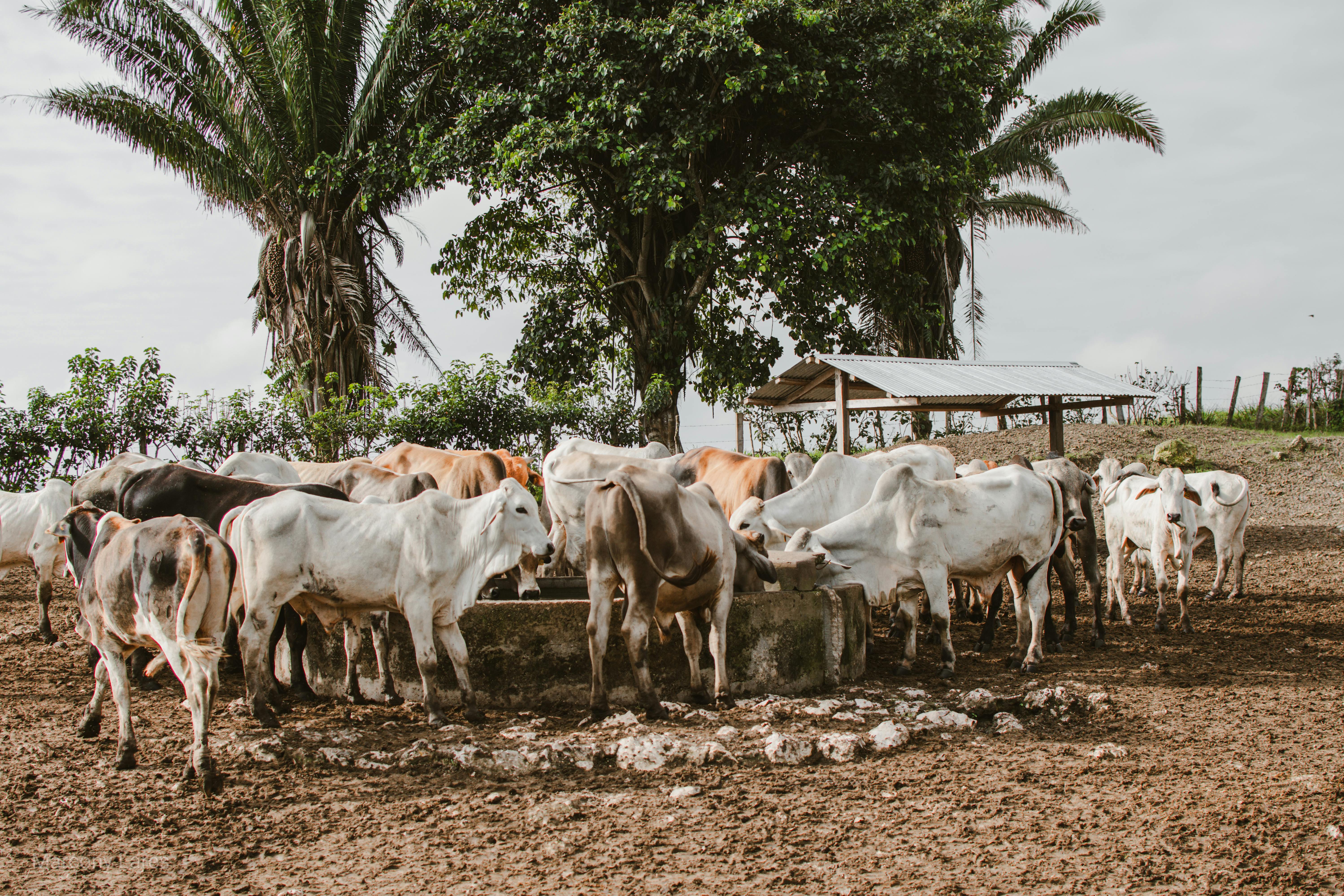 Fast 19 Cow Photos, Download The BEST Free Fast 19 Cow Stock Photos ...