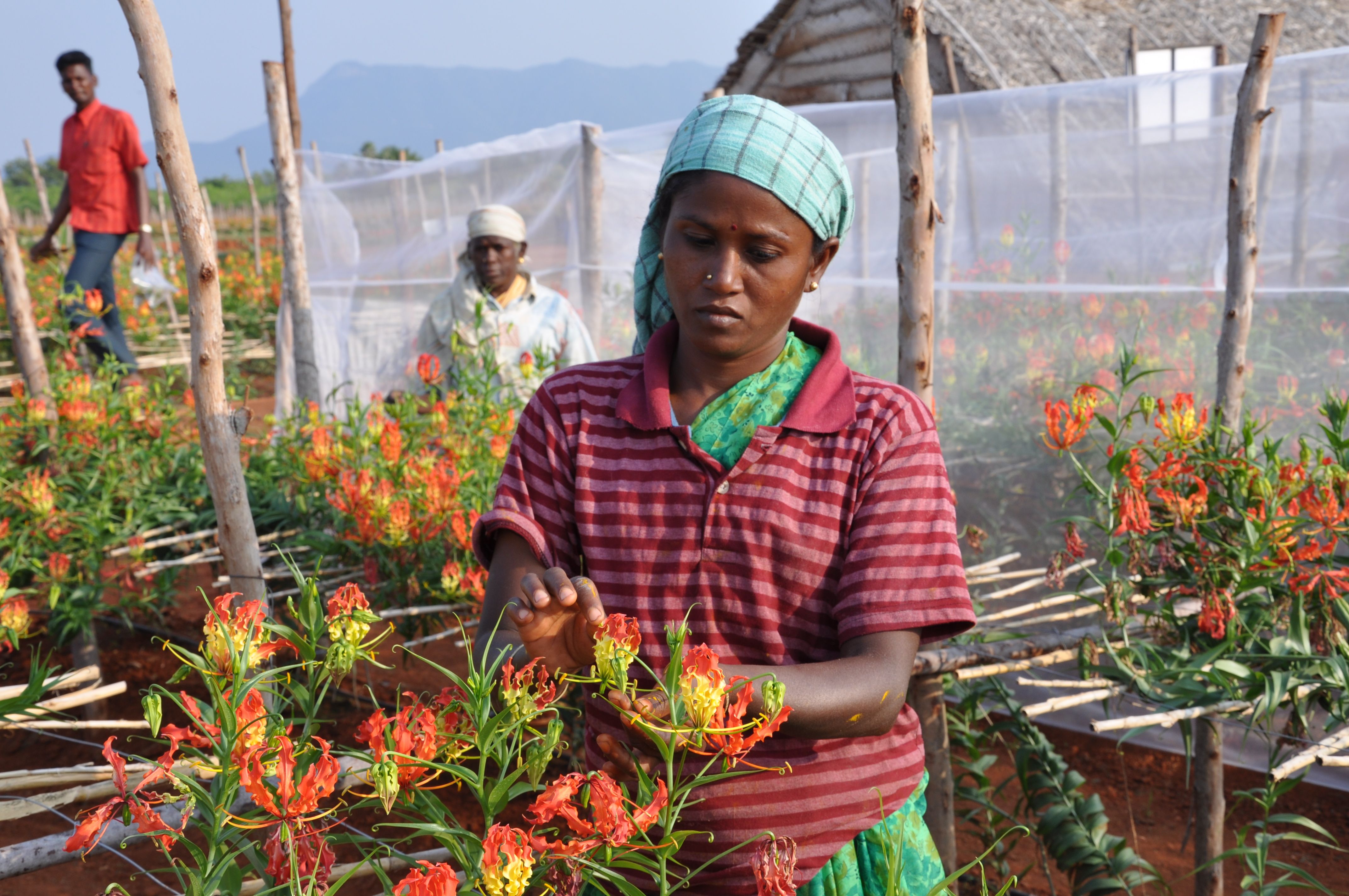 Female Farmer Harvesting Gloriosa Lilies on Flower Farm · Free Stock Photo