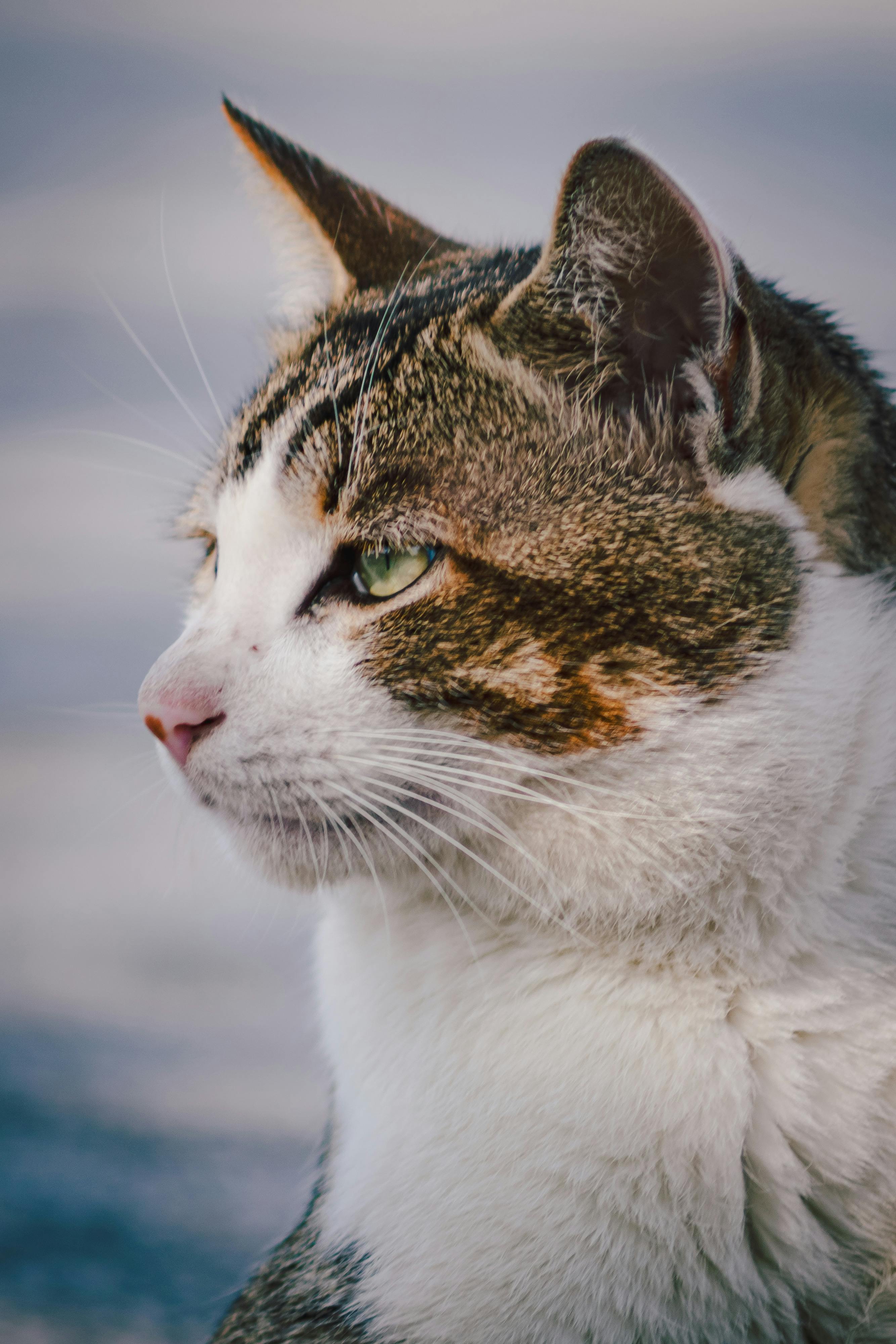 Cute+Nn+Jb+Girls Photos, Download The BEST Free Cute+Nn+Jb+Girls Stock ...