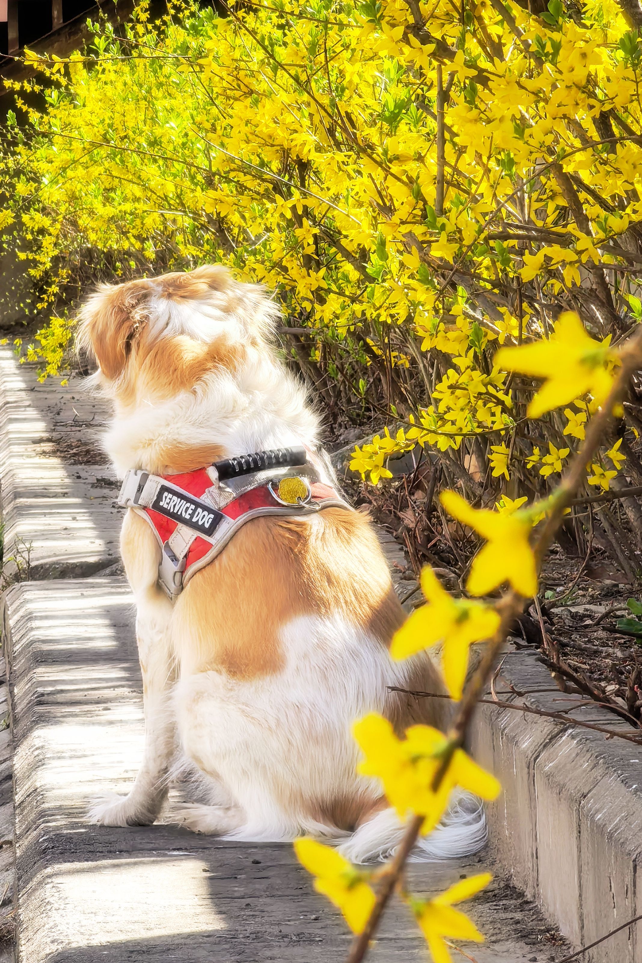 Dogs In Spring Photos, Download The BEST Free Dogs In Spring Stock ...