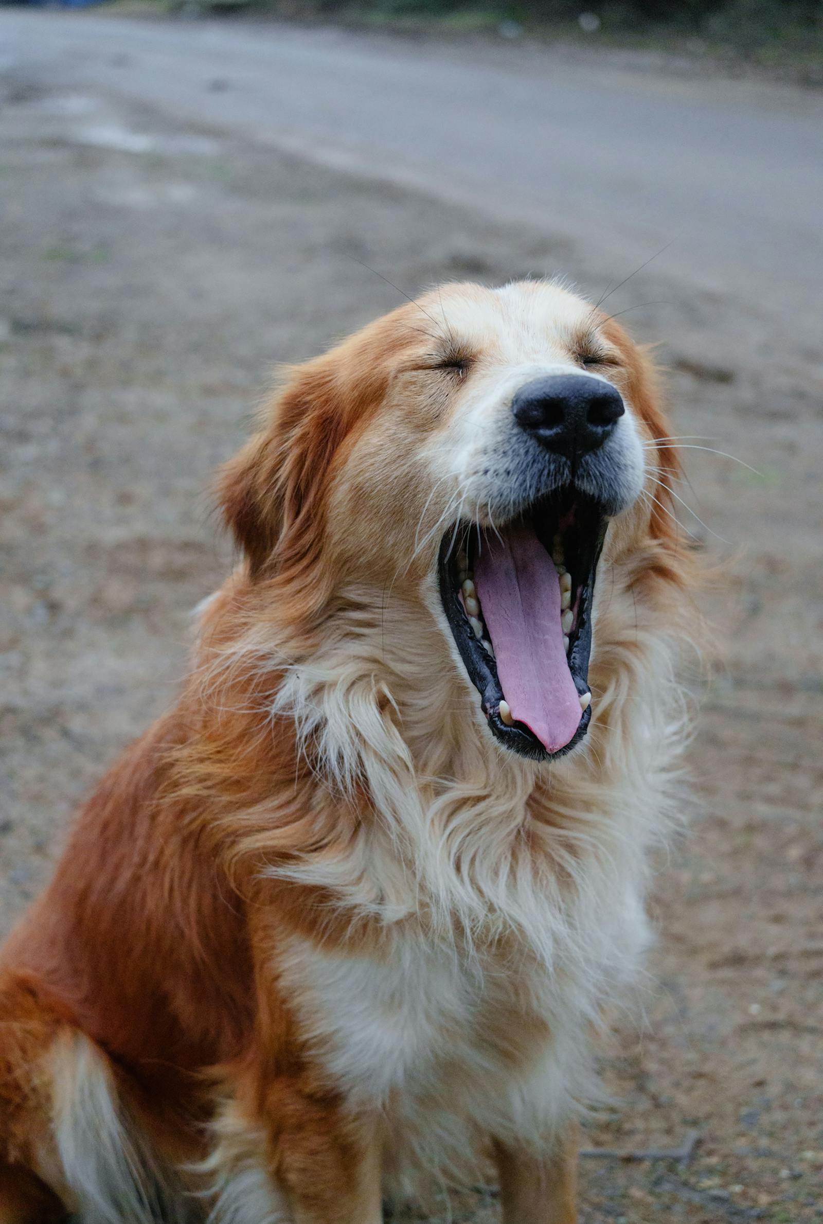 Pibble+Meme+Dog Photos, Download The BEST Free Pibble+Meme+Dog Stock ...