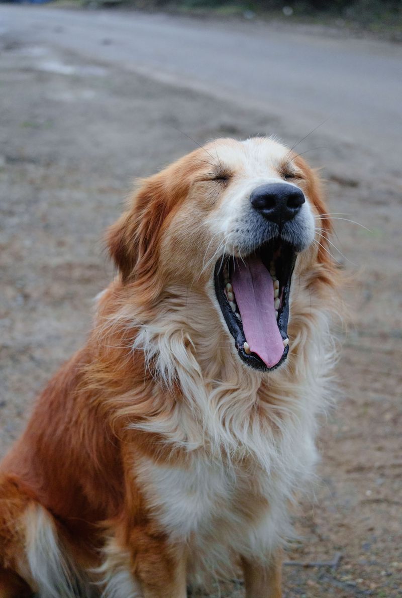 Yawn Photos, Download The BEST Free Yawn Stock Photos & HD Images