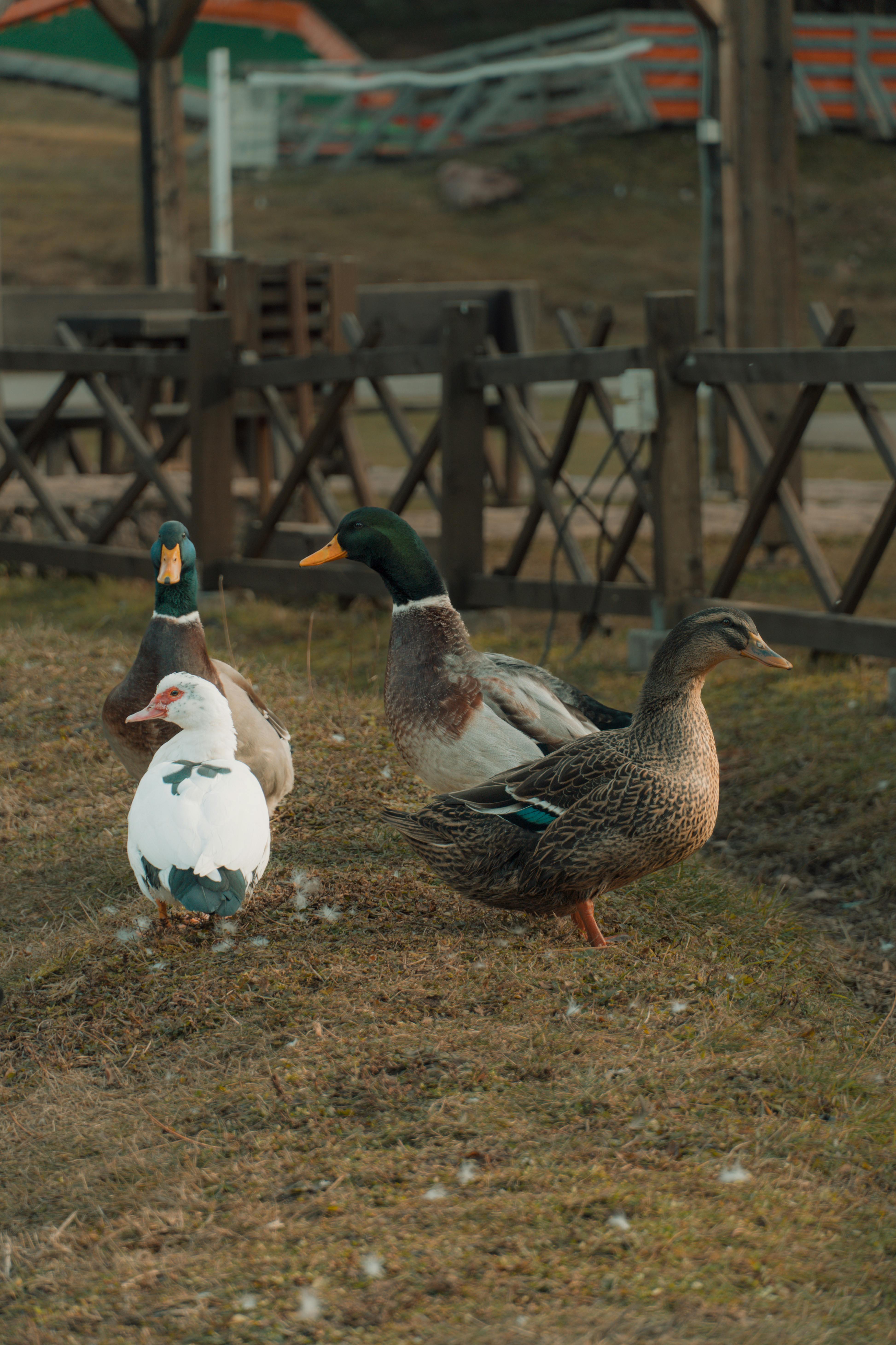 Oldje.Com+Free+Passes Photos, Download The BEST Free Oldje.Com+Free ...