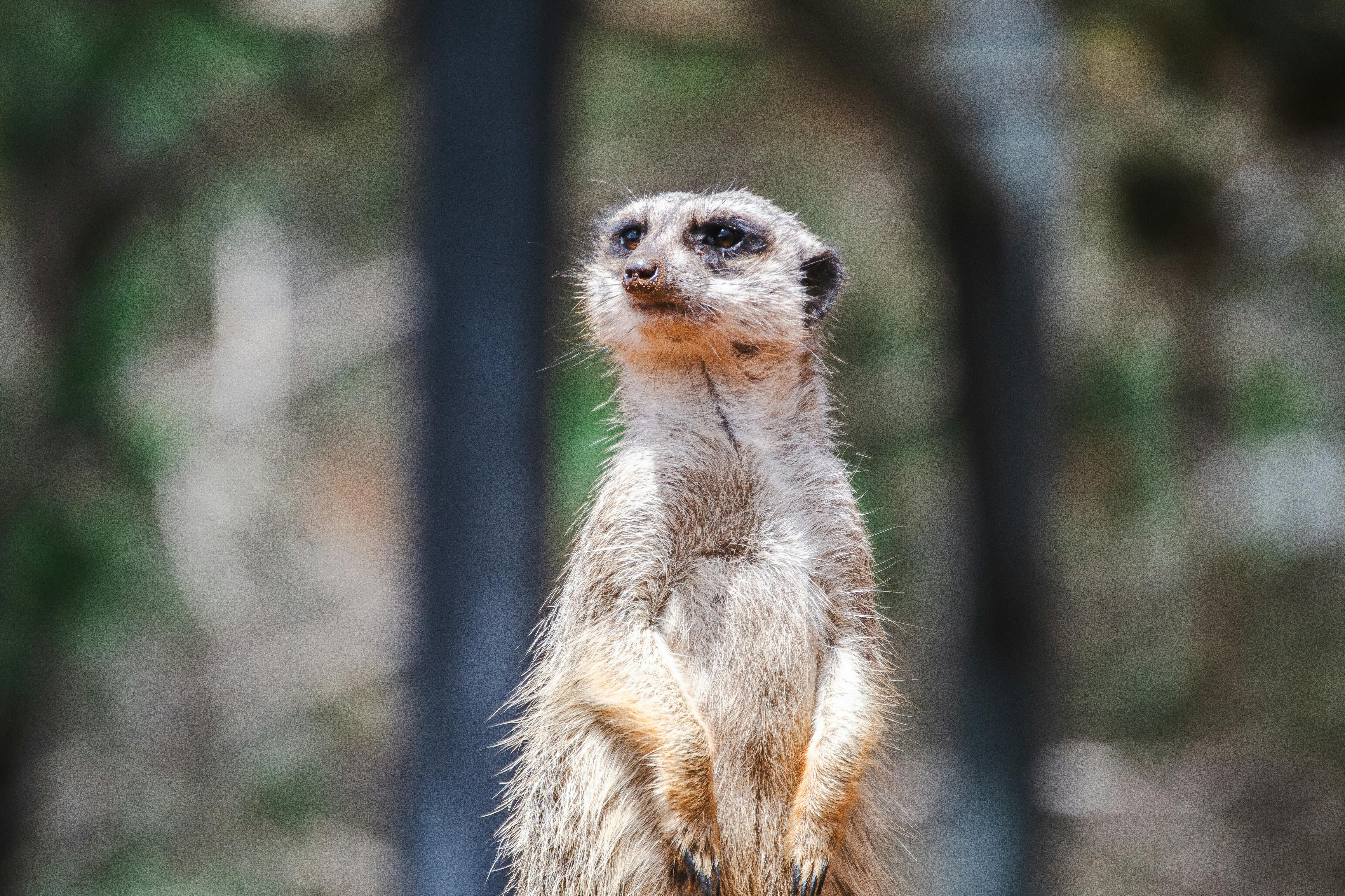 Close-Up of a Meerkat in Monarto, South Australia · Free Stock Photo