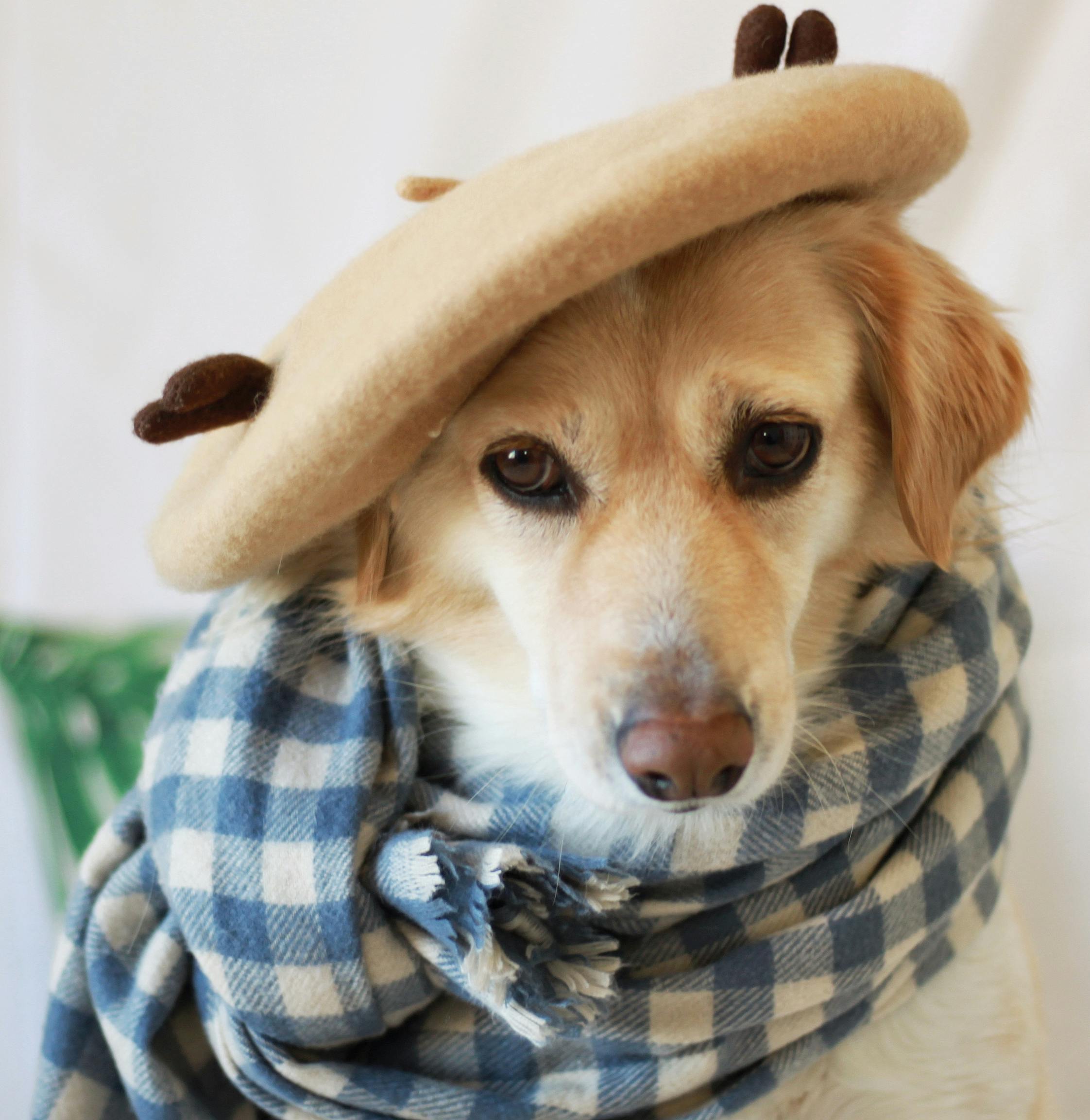 Christmas+Step+Sis Photos, Download The BEST Free Christmas+Step+Sis ...