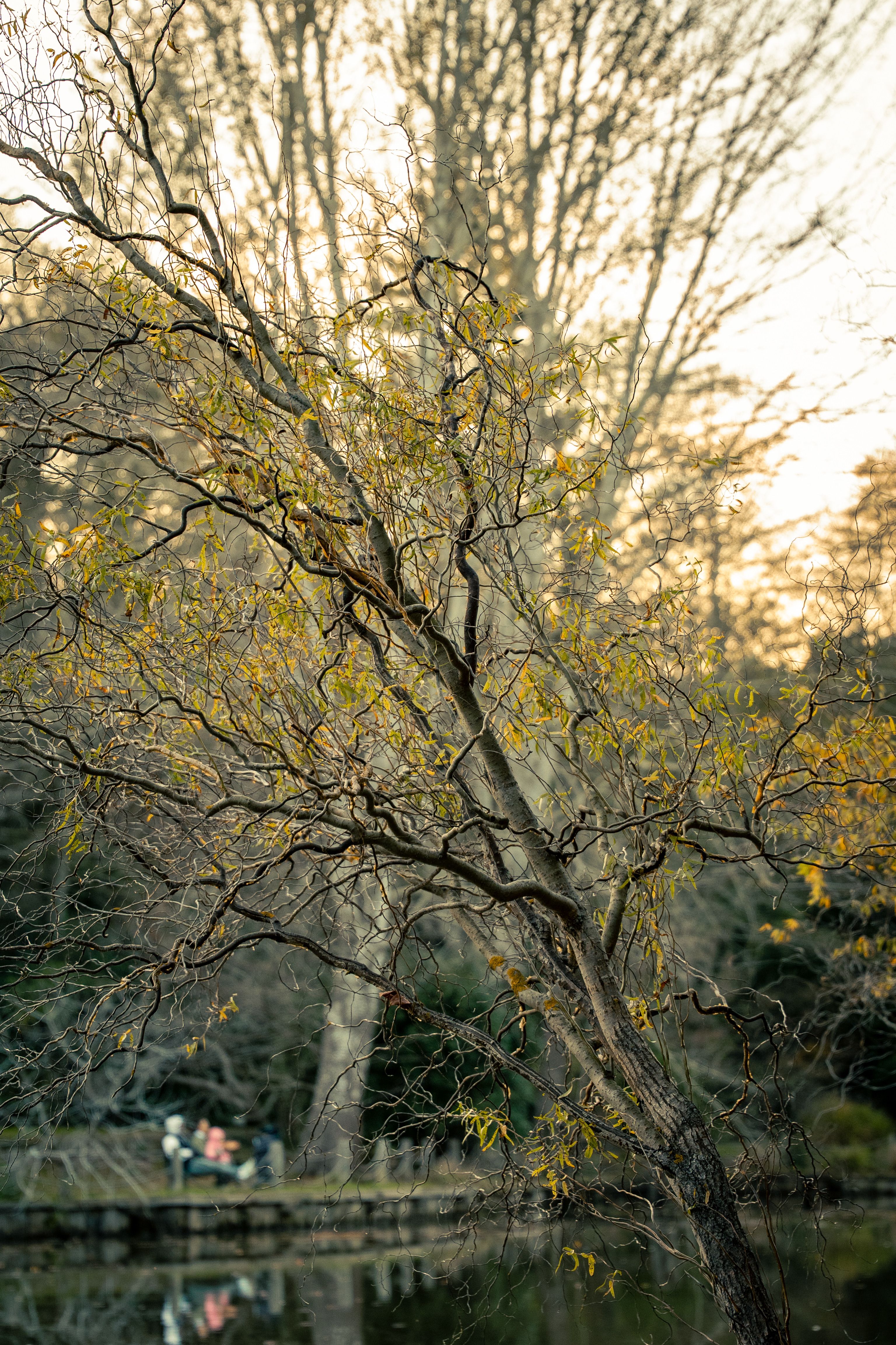 Twilight Autumn Scene with Bare Tree and Reflection · Free Stock Photo