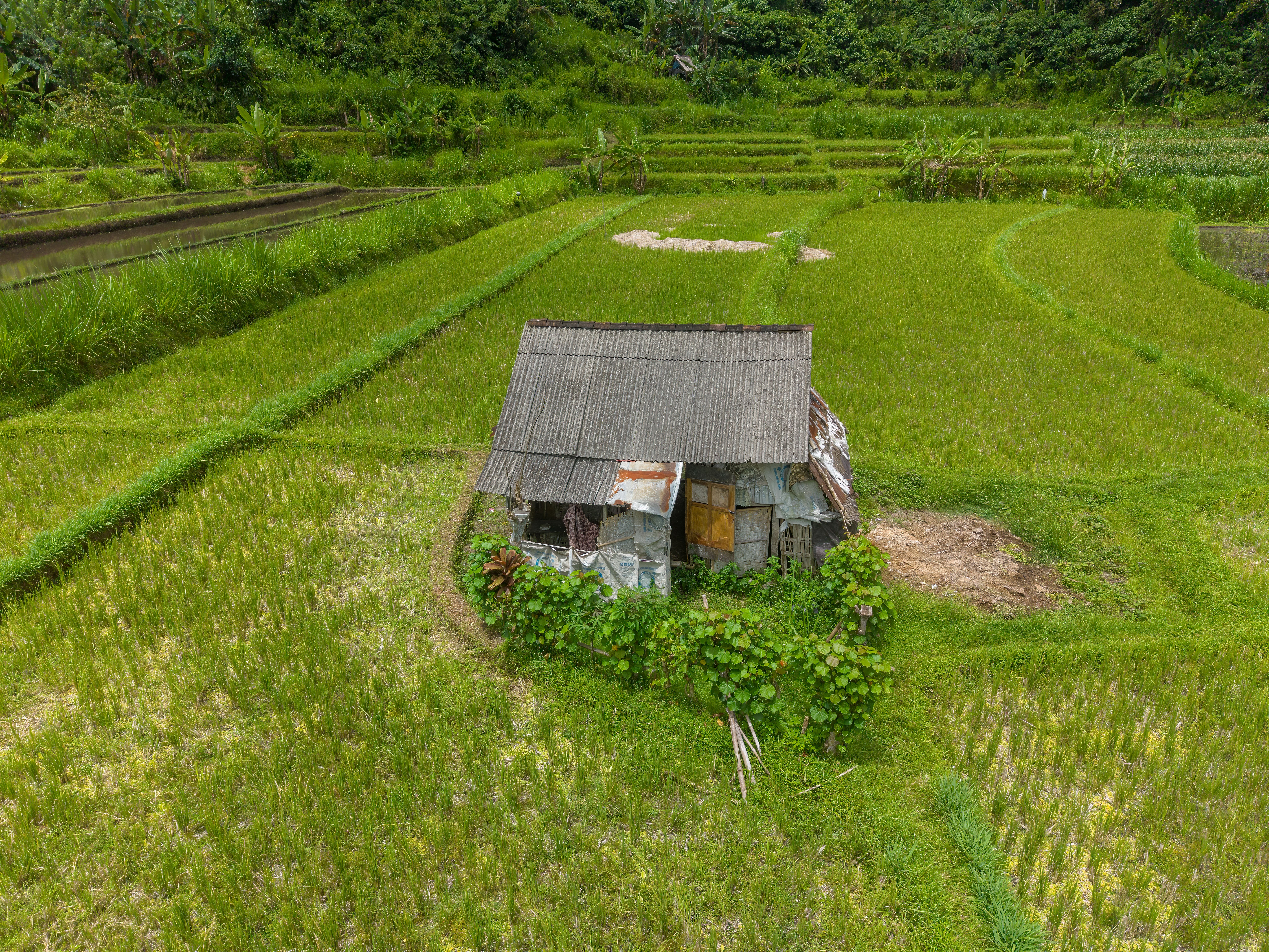 Rustic Hut in Bali Rice Field Landscape · Free Stock Photo