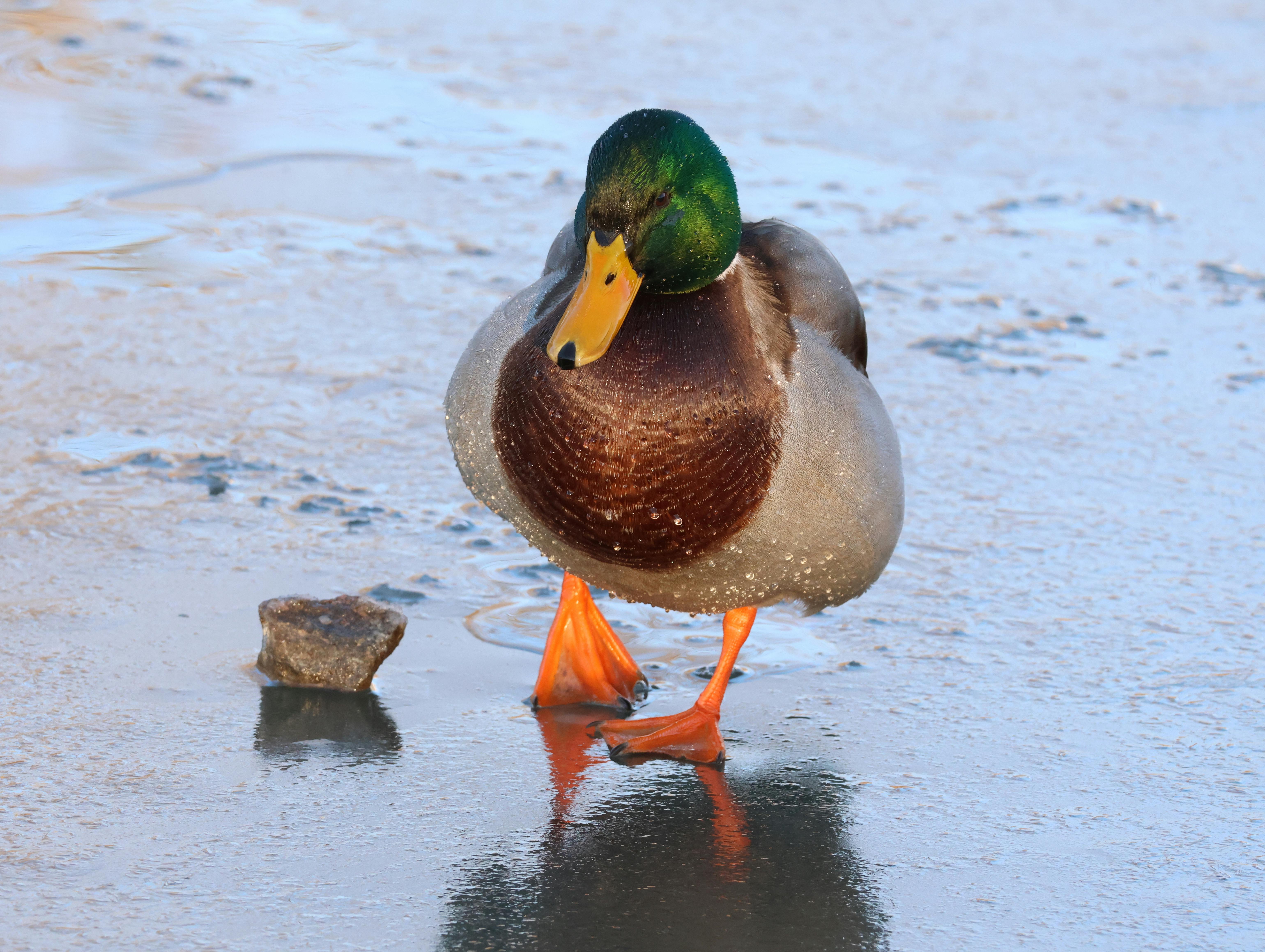 12.307+ Fotos y Imágenes de Frrt+y+foot Gratis · Banco de Fotos Gratis