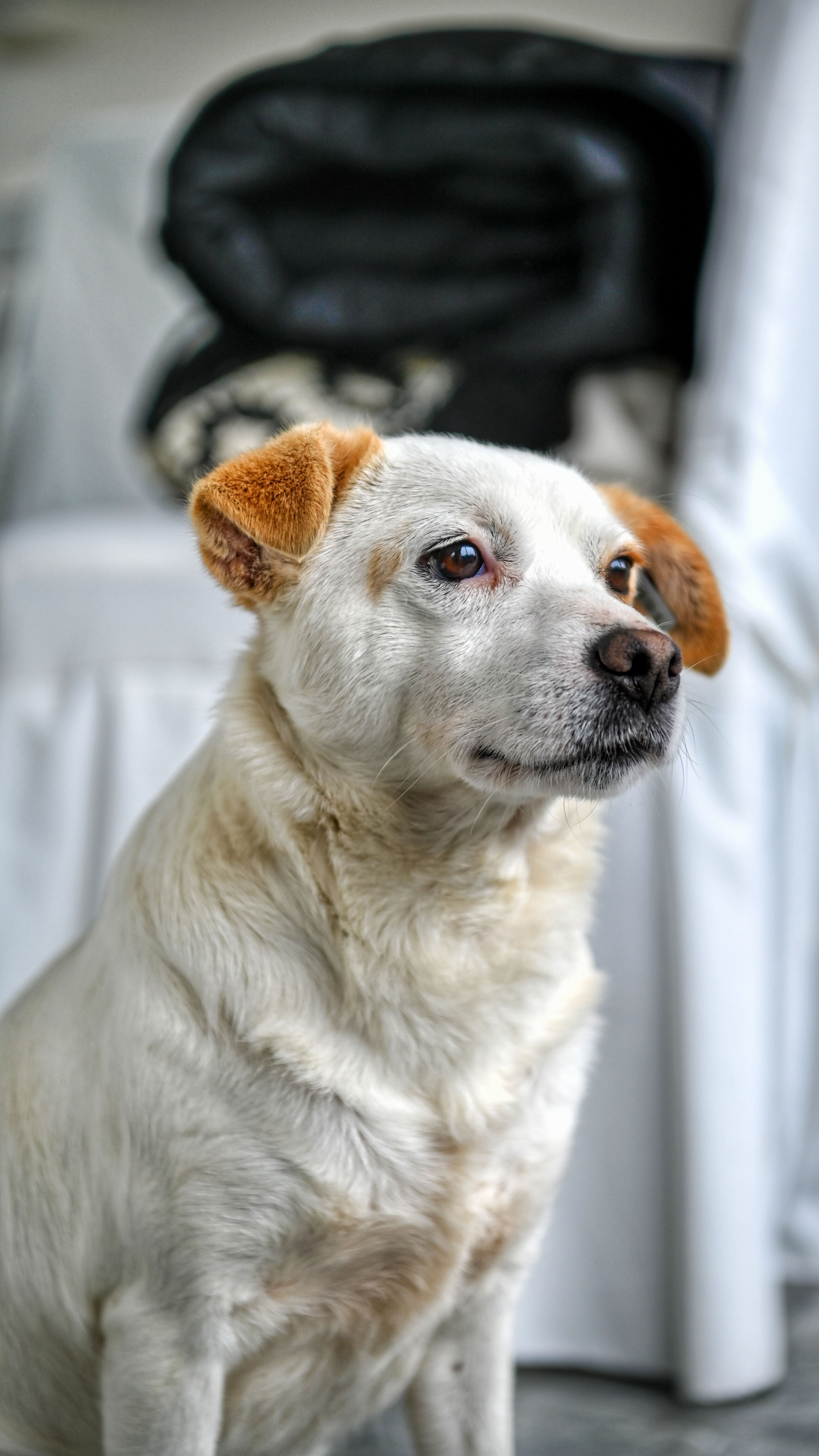 Messy Dog Couch Photos, Download The BEST Free Messy Dog Couch Stock ...