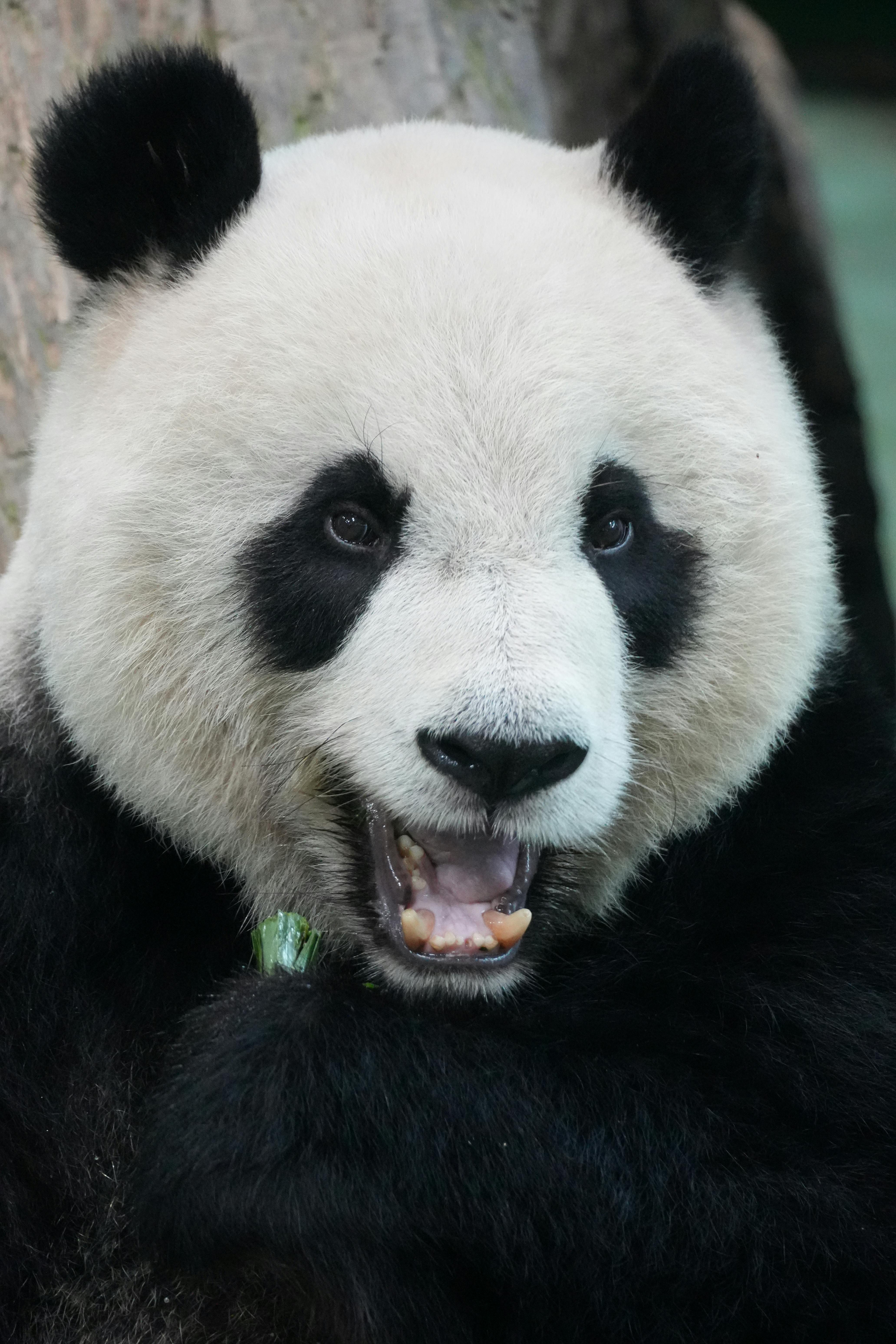 Close-Up Portrait of a Giant Panda Eating Bamboo · Free Stock Photo