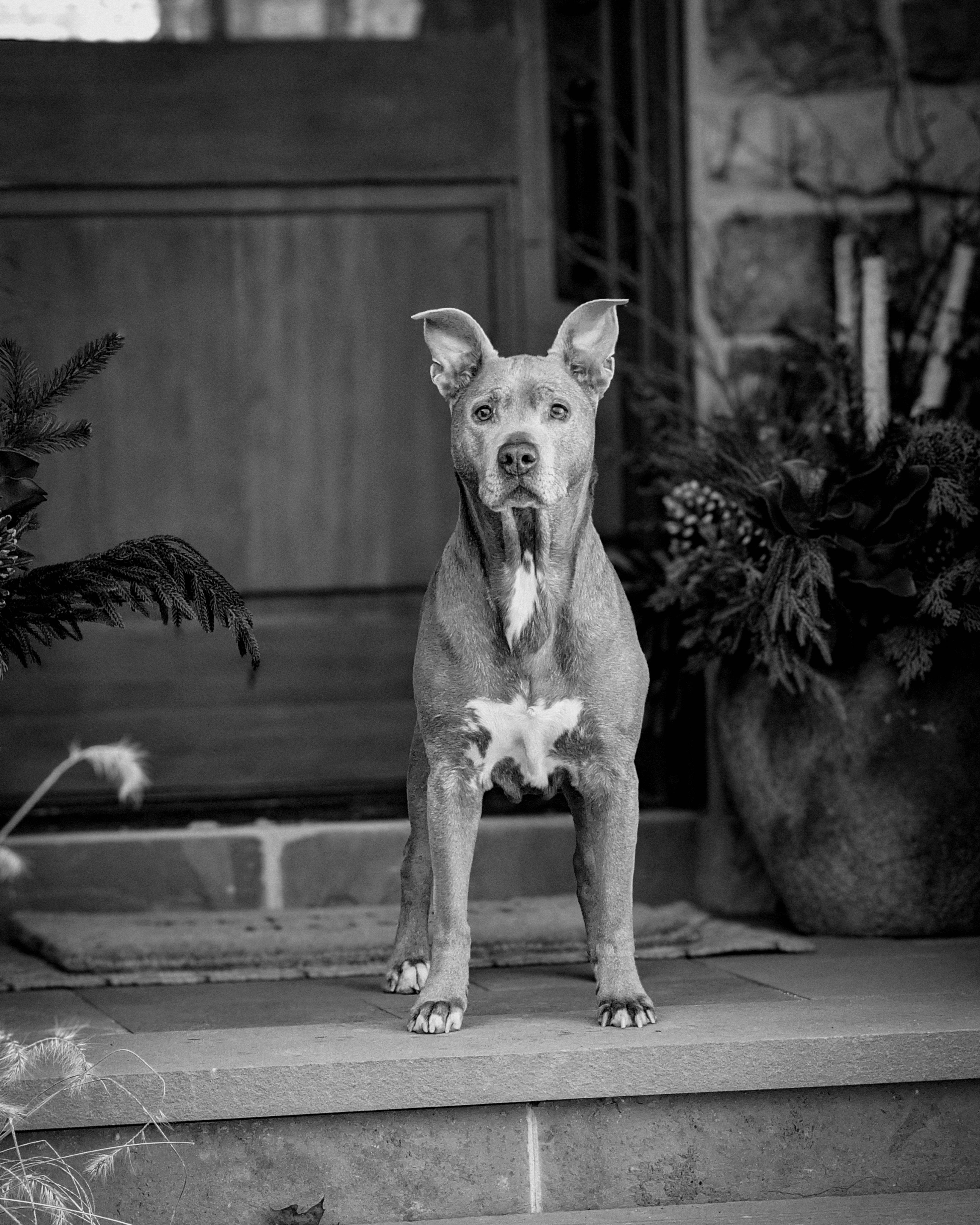 Dog Pedicure Photos, Download The BEST Free Dog Pedicure Stock Photos ...