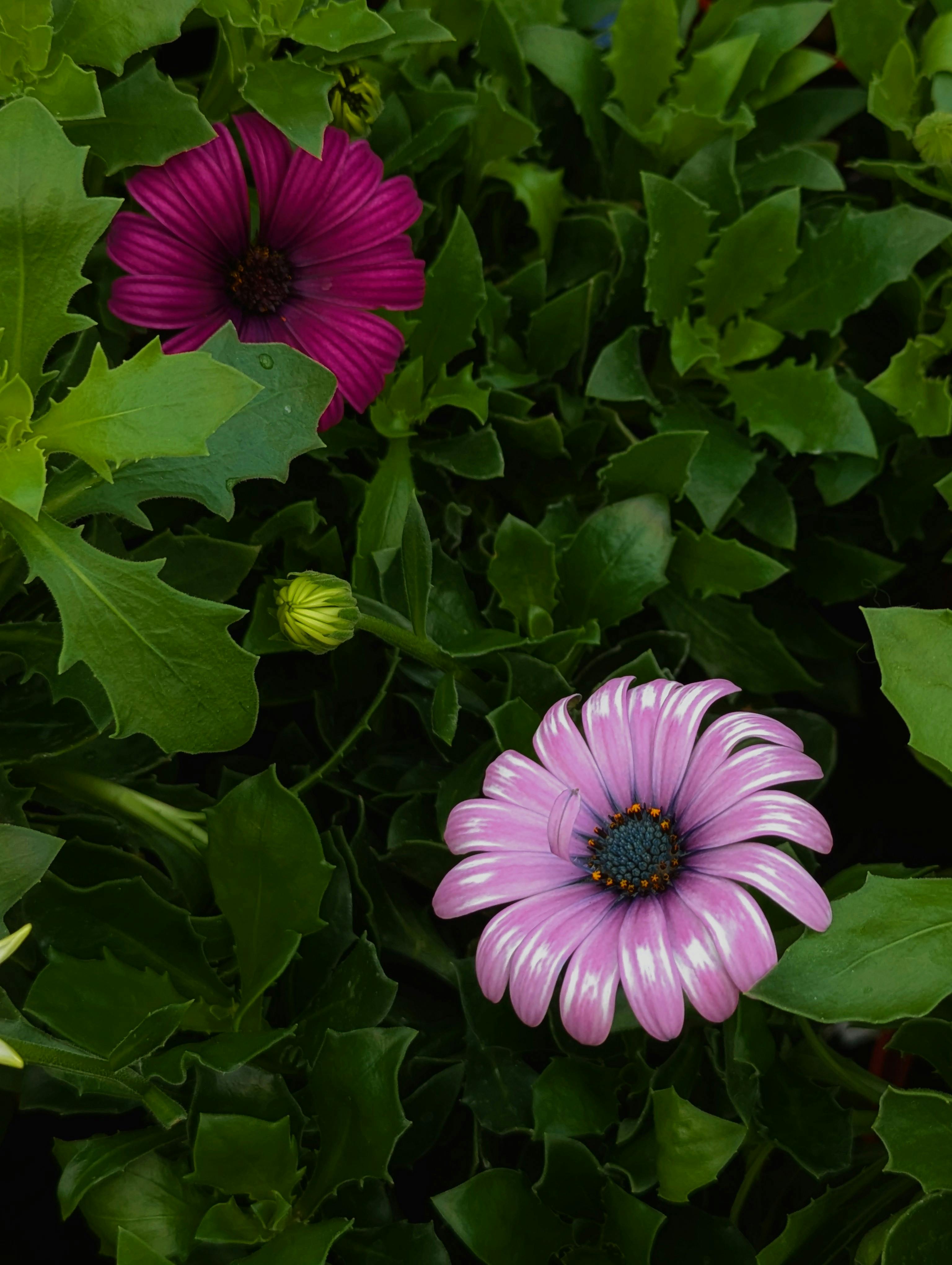 Show+An+Imige Photos, Download The BEST Free Show+An+Imige Stock Photos ...