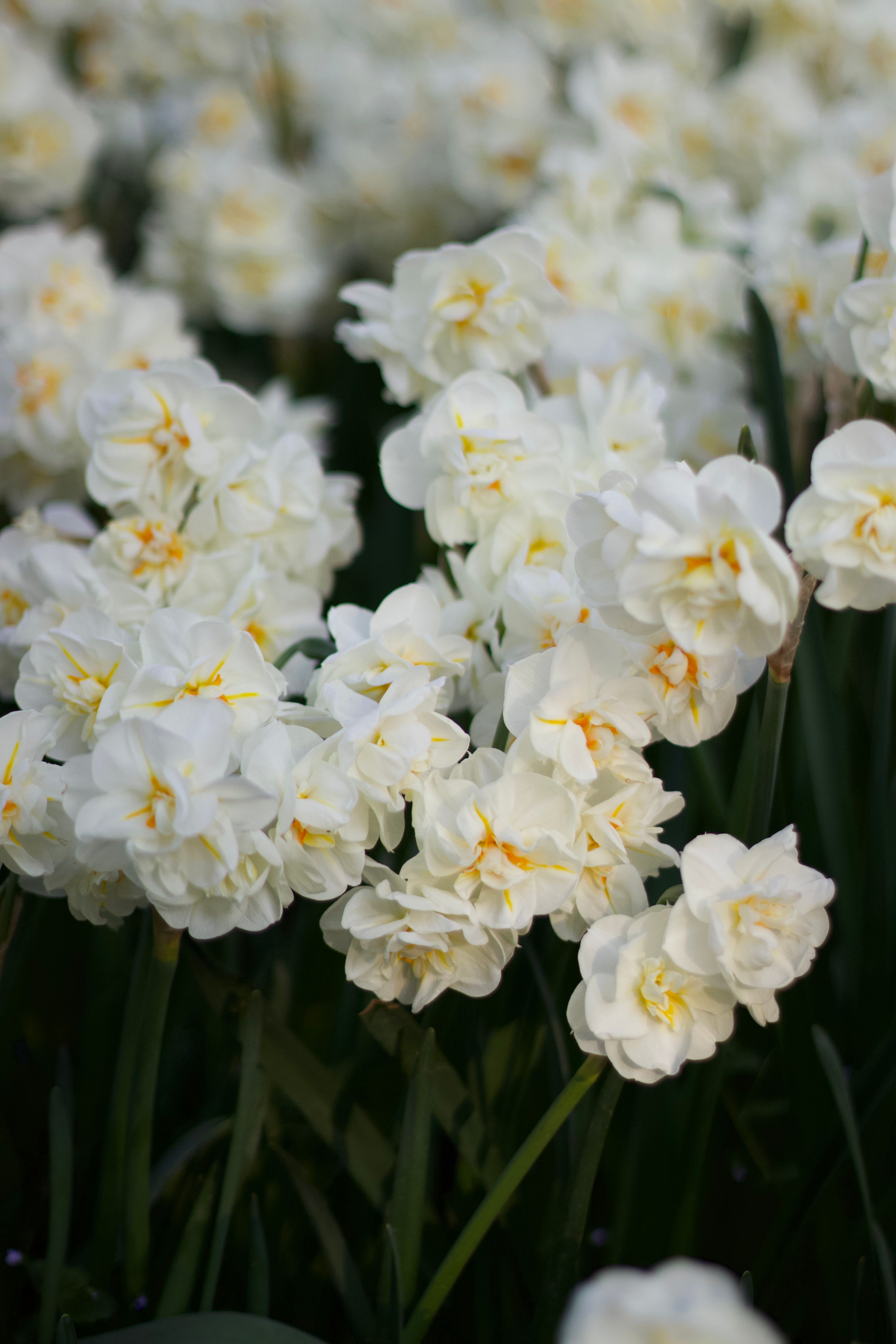 Blooming Flowers Photos, Download The BEST Free Blooming Flowers Stock ...