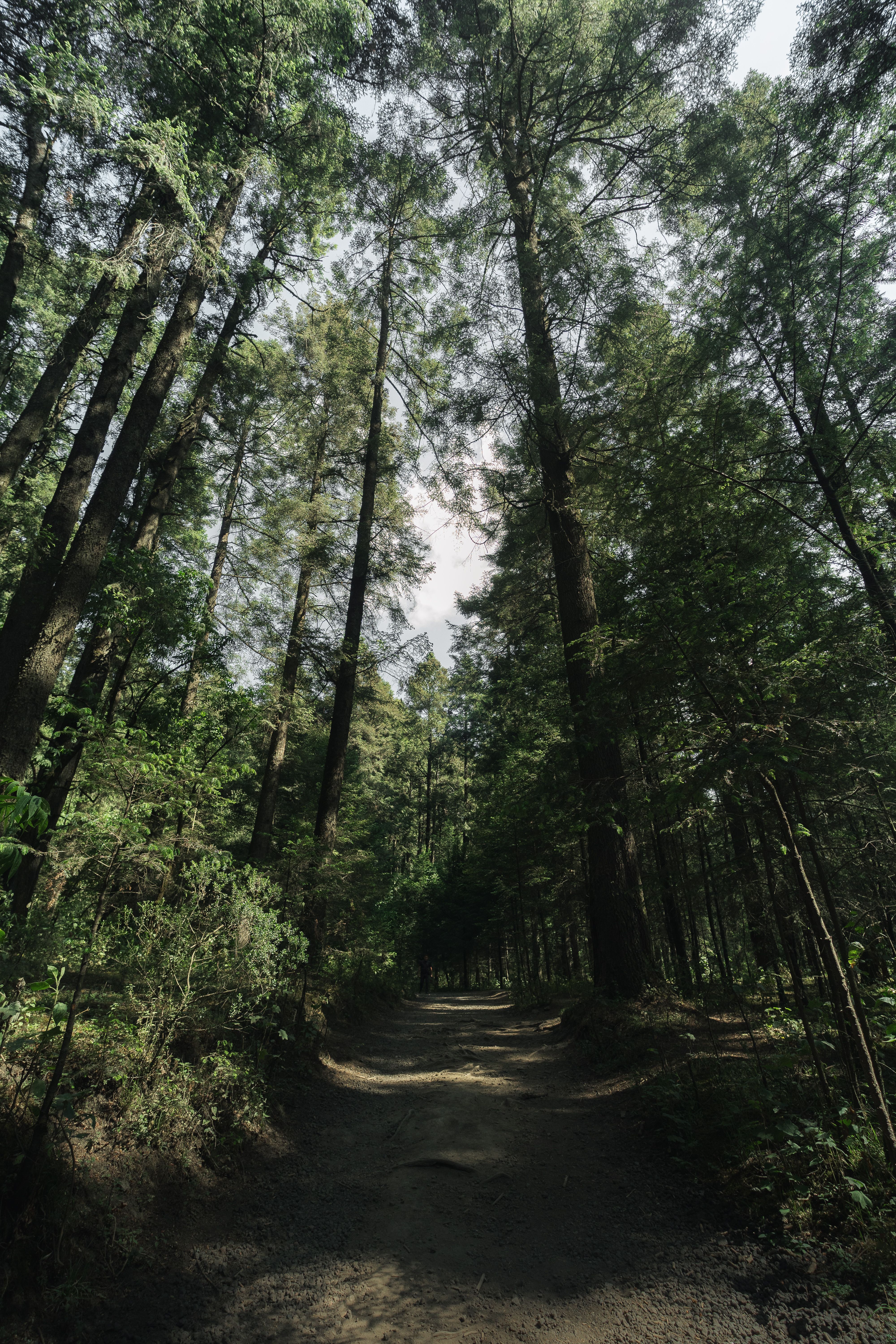 Forest Landscape Photos, Download The BEST Free Forest Landscape Stock ...