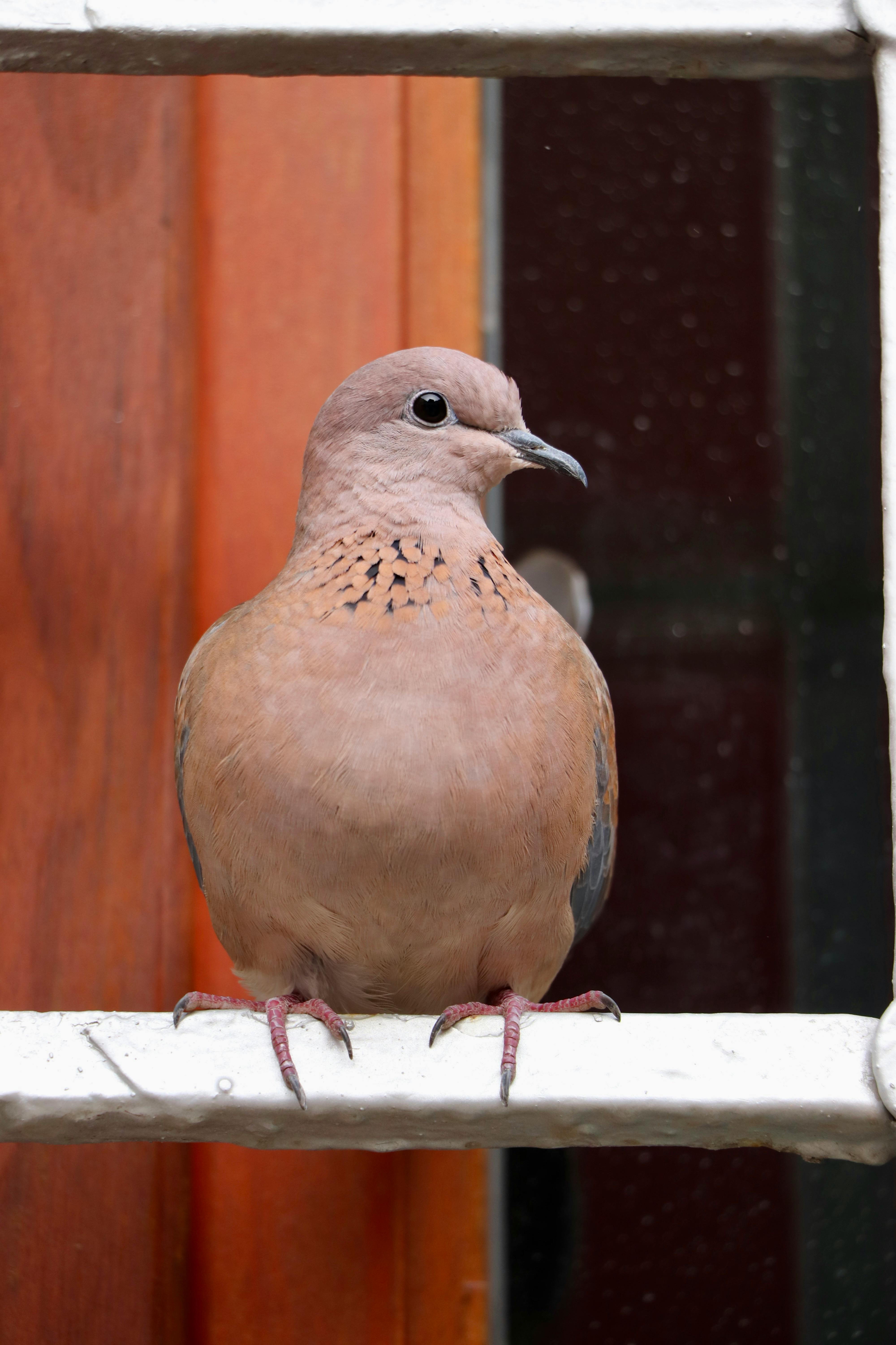 Close-up of Laughing Dove on Window Ledge · Free Stock Photo