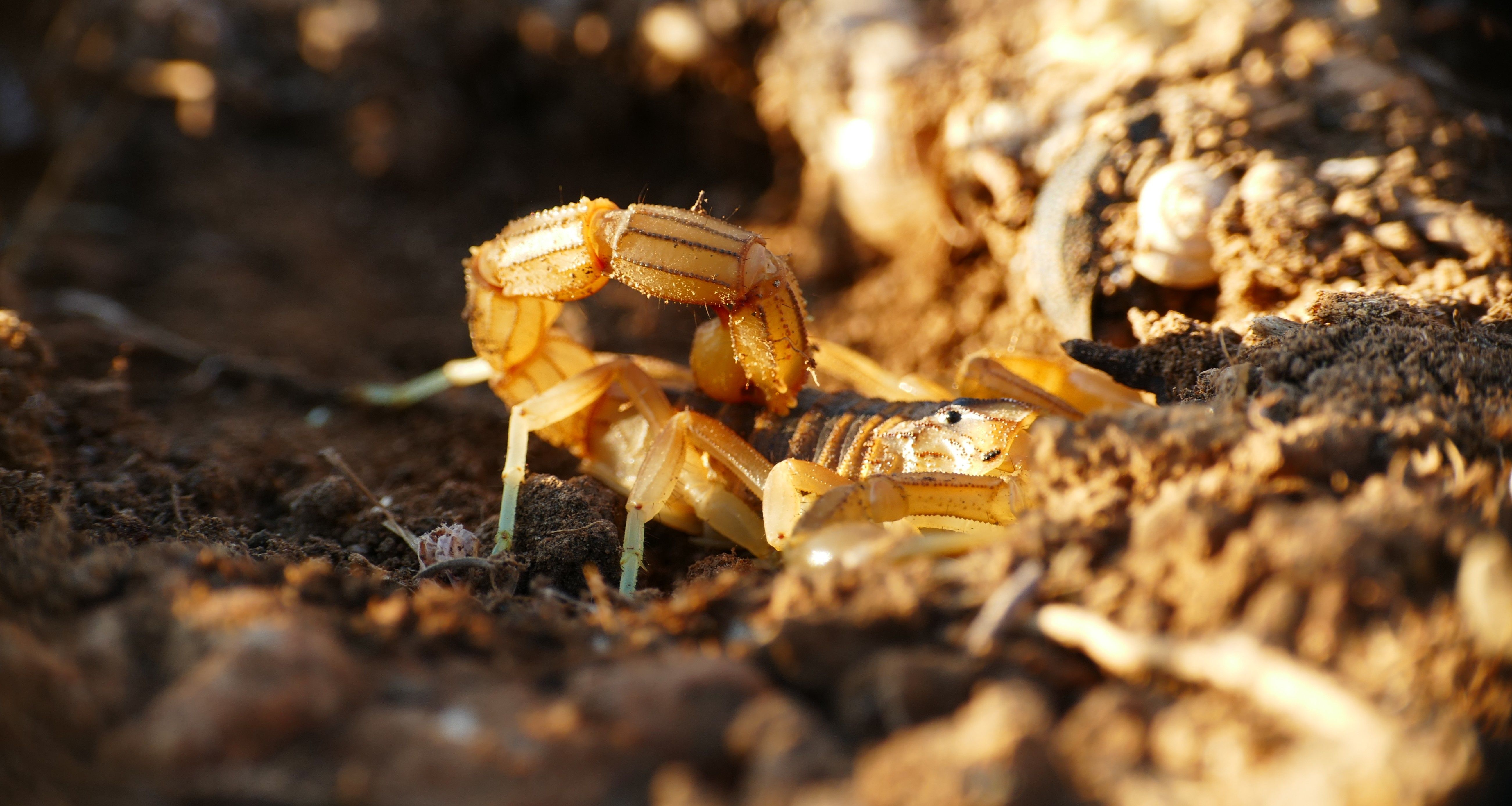 Scorpion in its Natural Habitat on Arid Ground · Free Stock Photo
