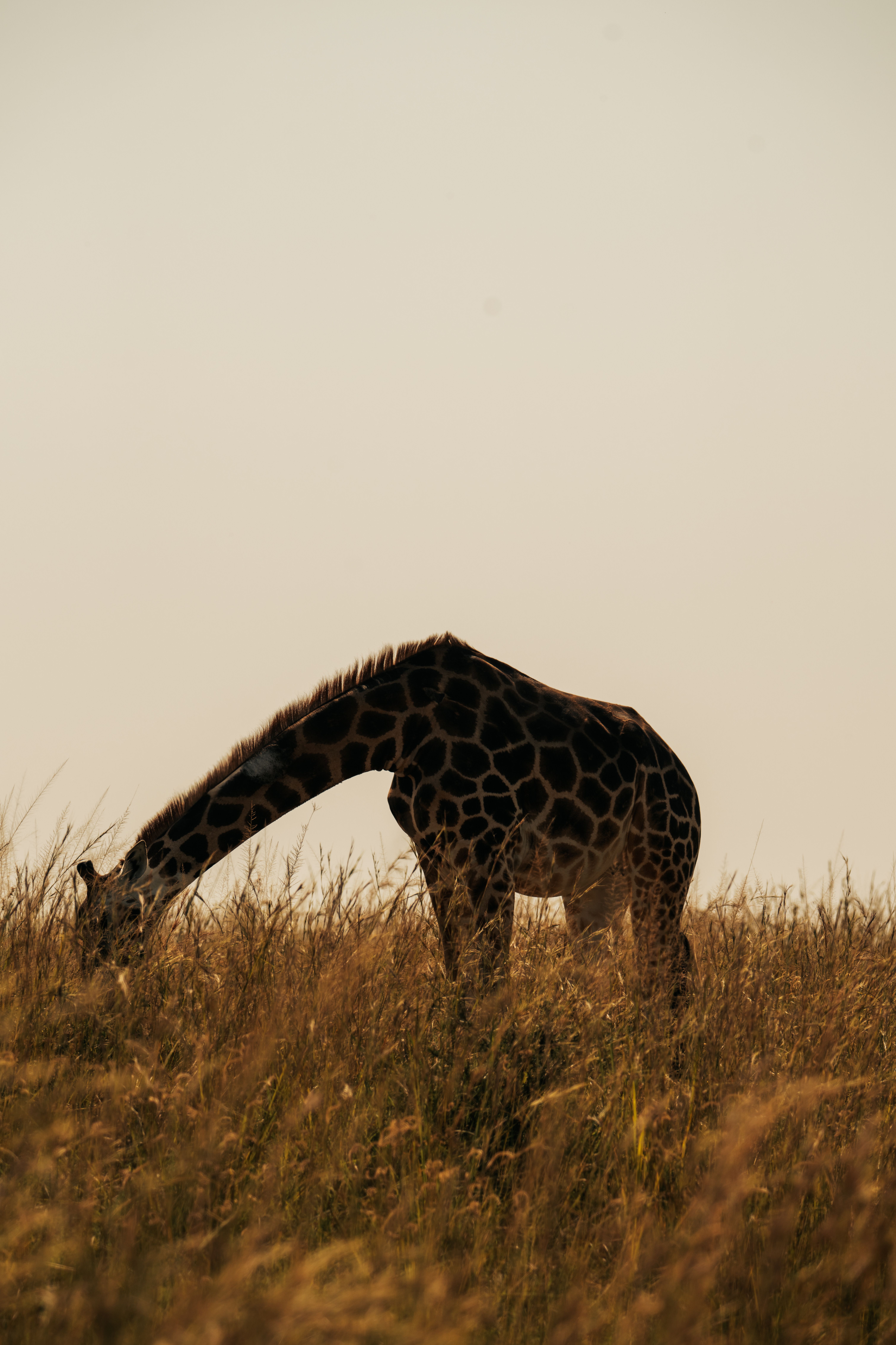 4k Profile Wallpaper Photos, Download The BEST Free 4k Profile ...