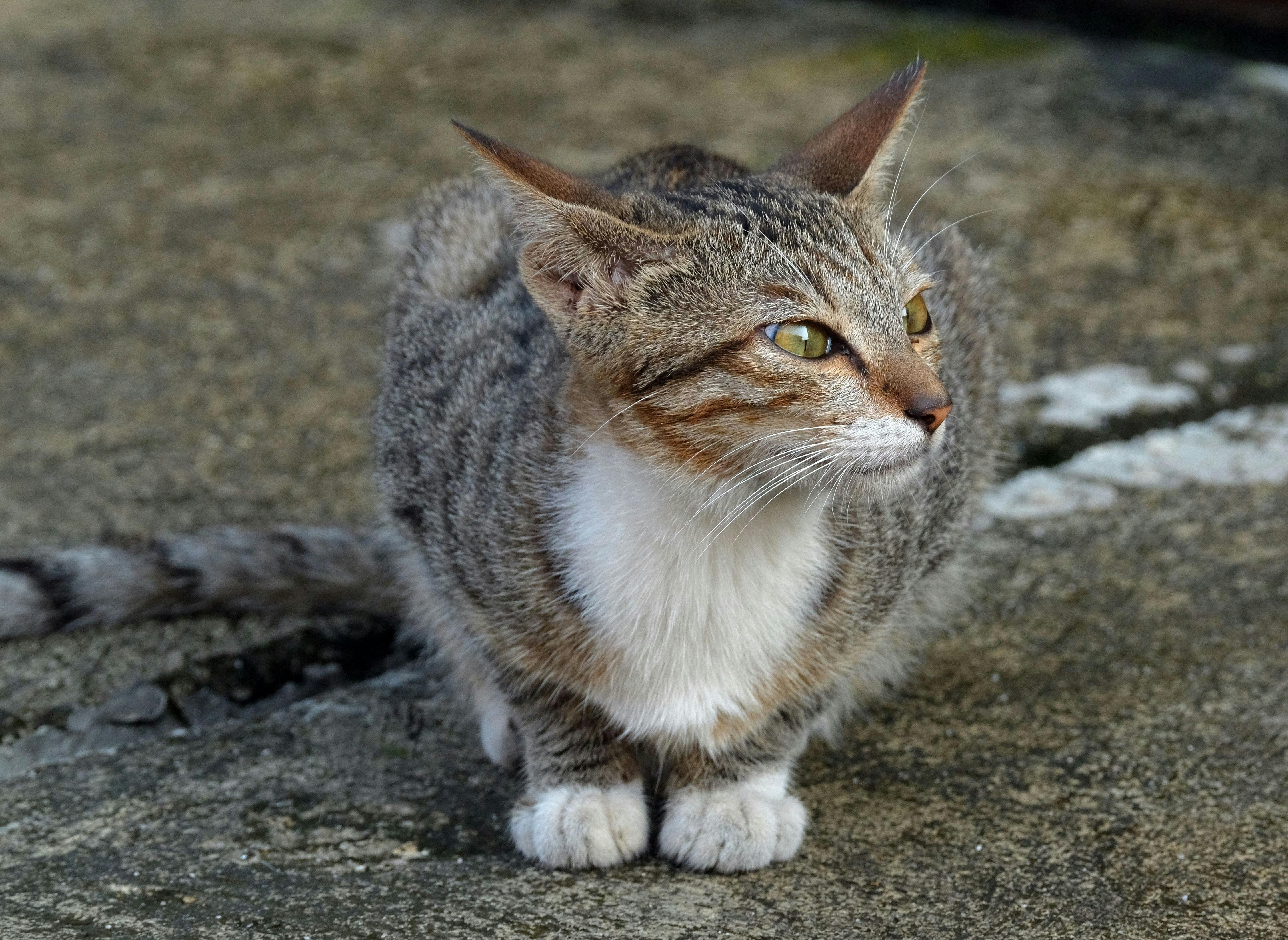 Toro+X+.Com Photos, Download The BEST Free Toro+X+.Com Stock Photos ...