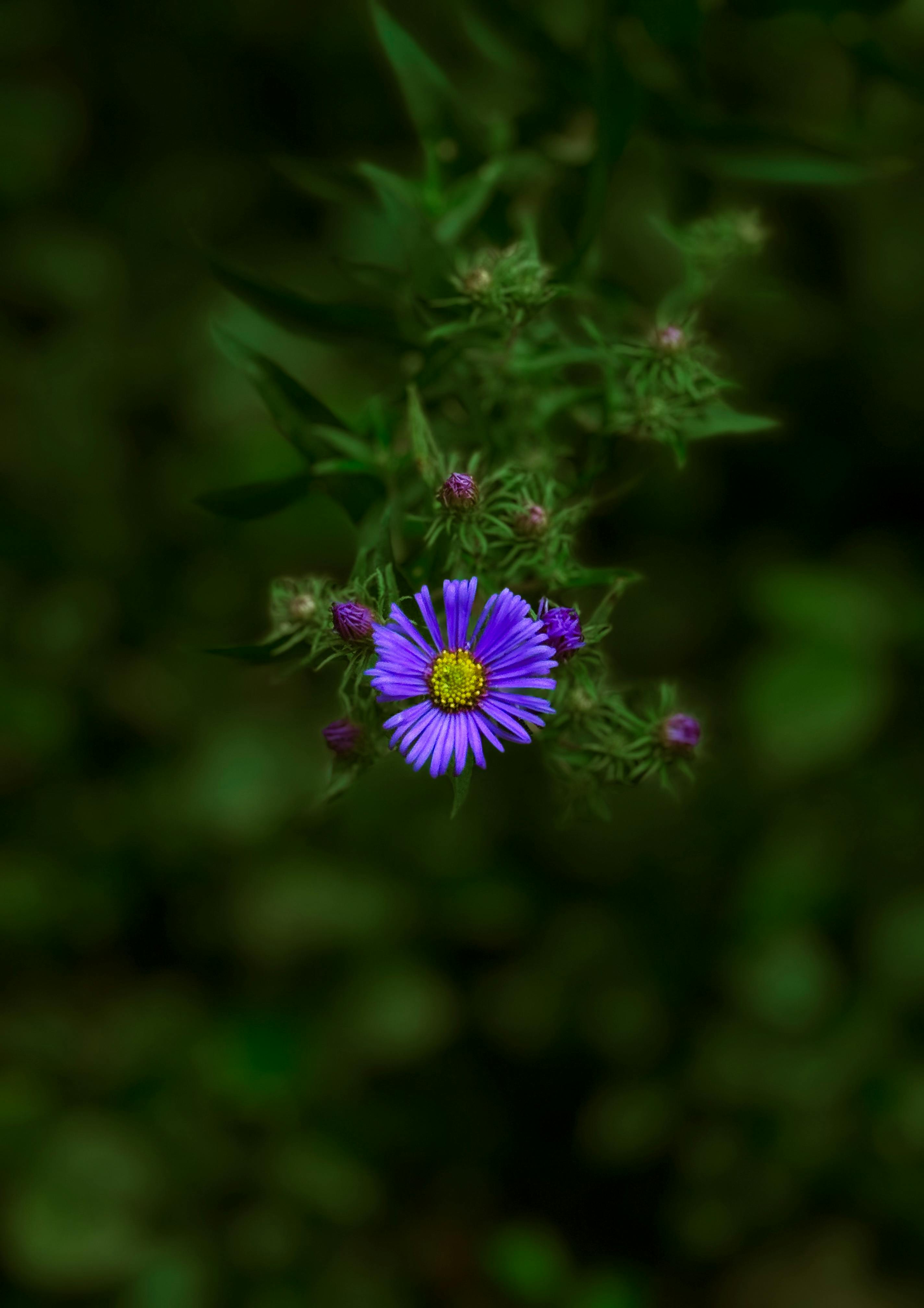 Foto stok gratis tentang antena 4k, aster, aster mekar, aster ungu ...