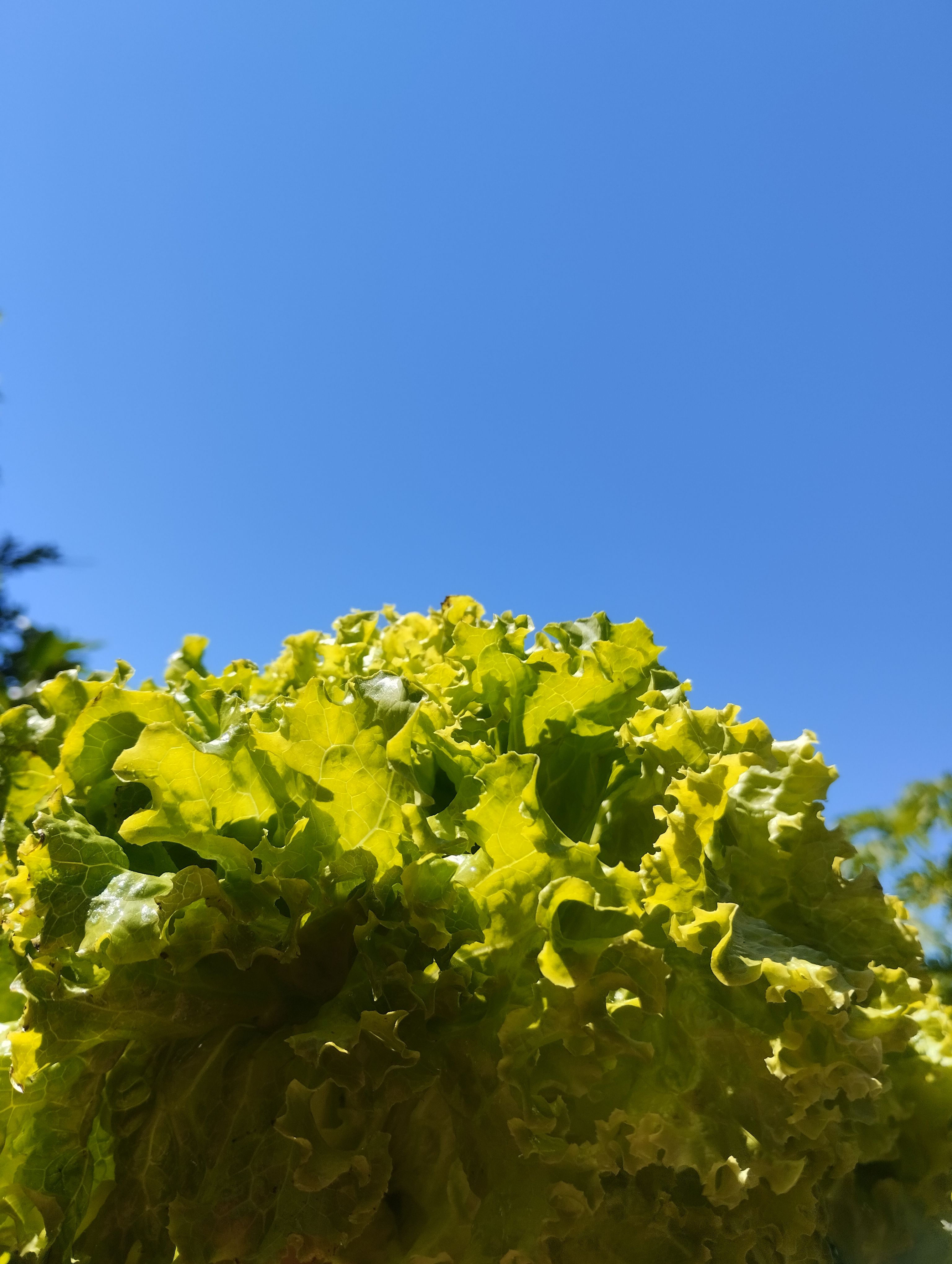 Bright Green Lettuce Against Clear Blue Sky · Free Stock Photo