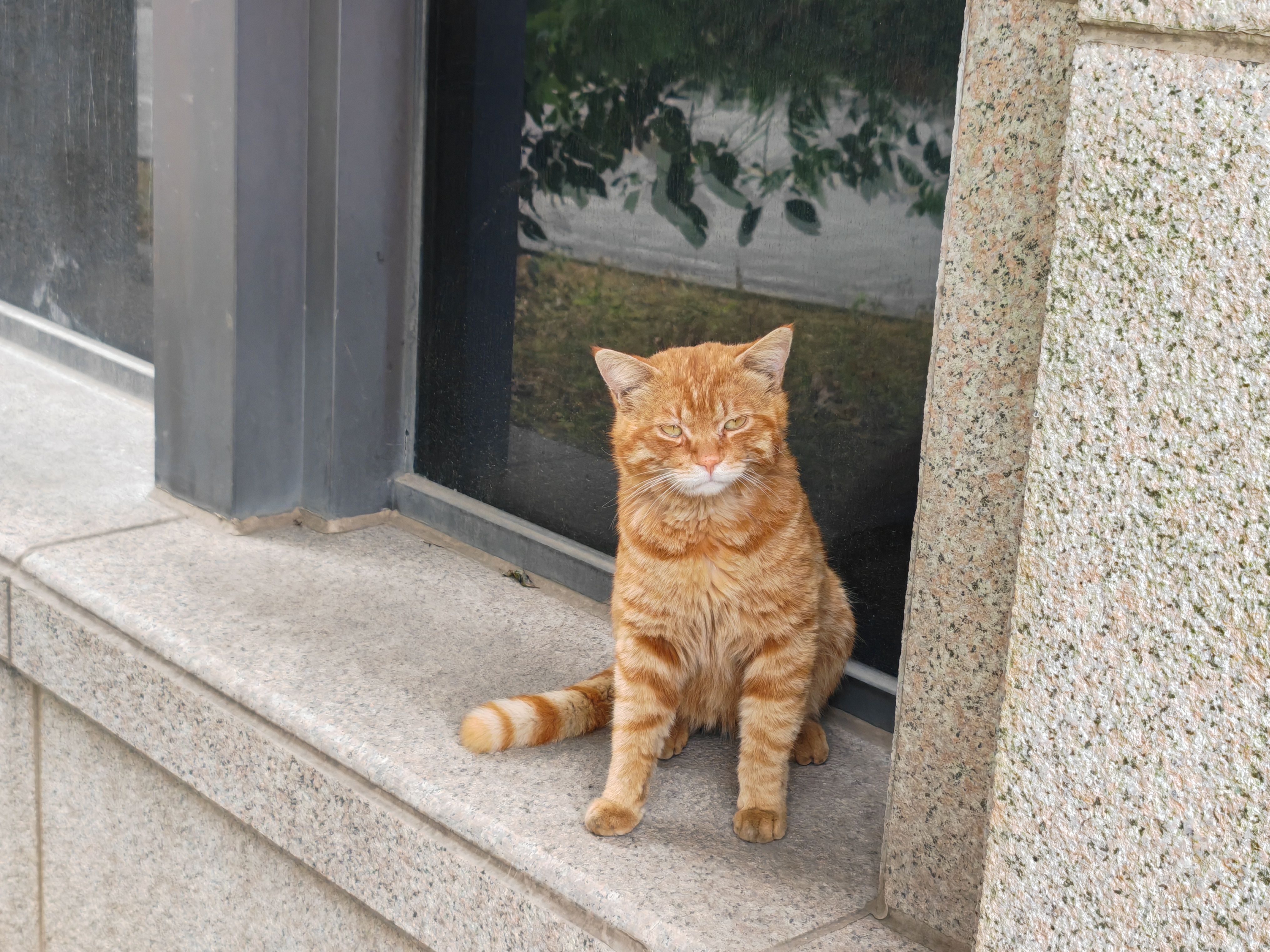 Weird Cat Photos, Download The BEST Free Weird Cat Stock Photos & HD Images