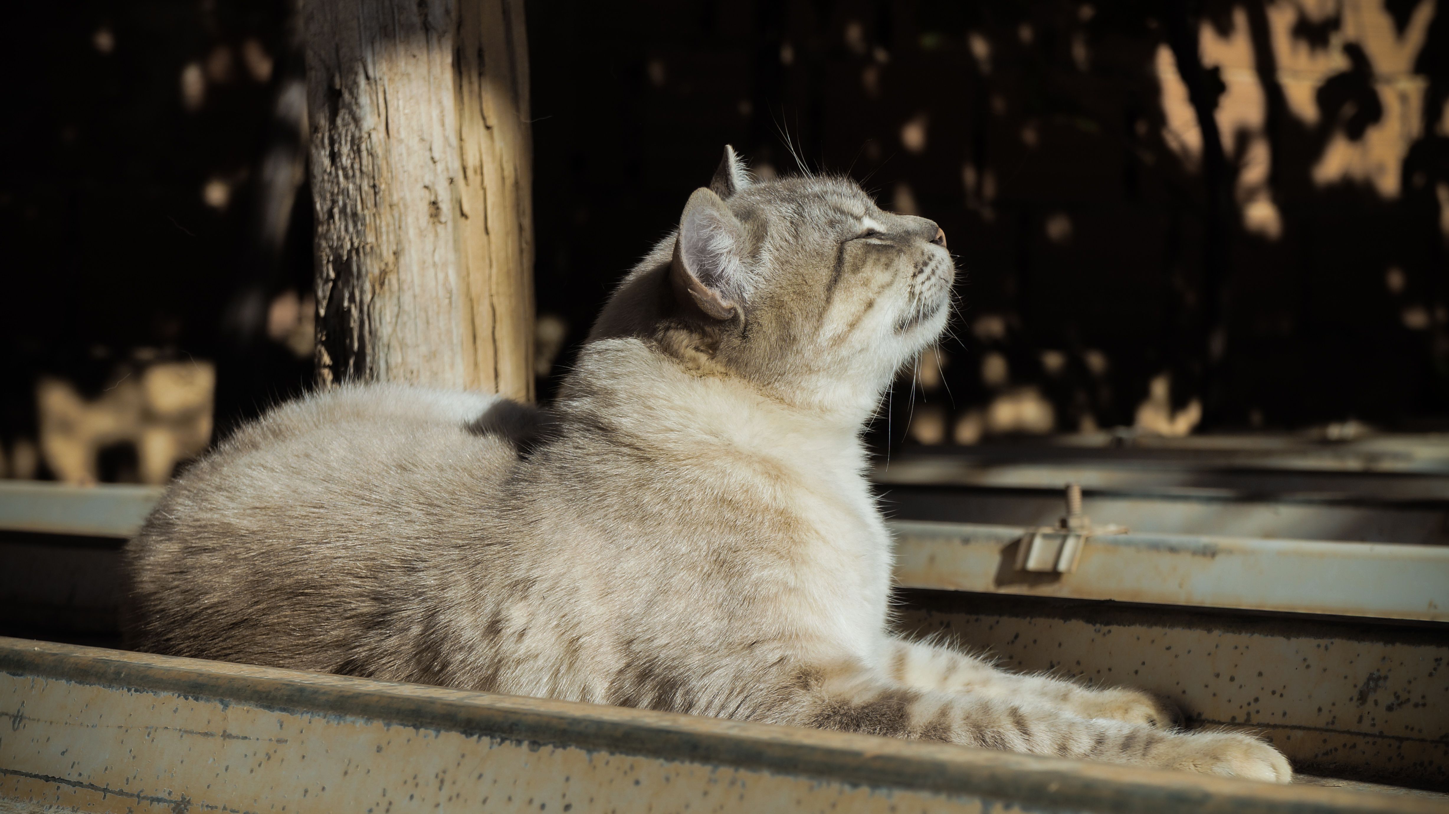 Maxwell The Cat Photos, Download The BEST Free Maxwell The Cat Stock ...
