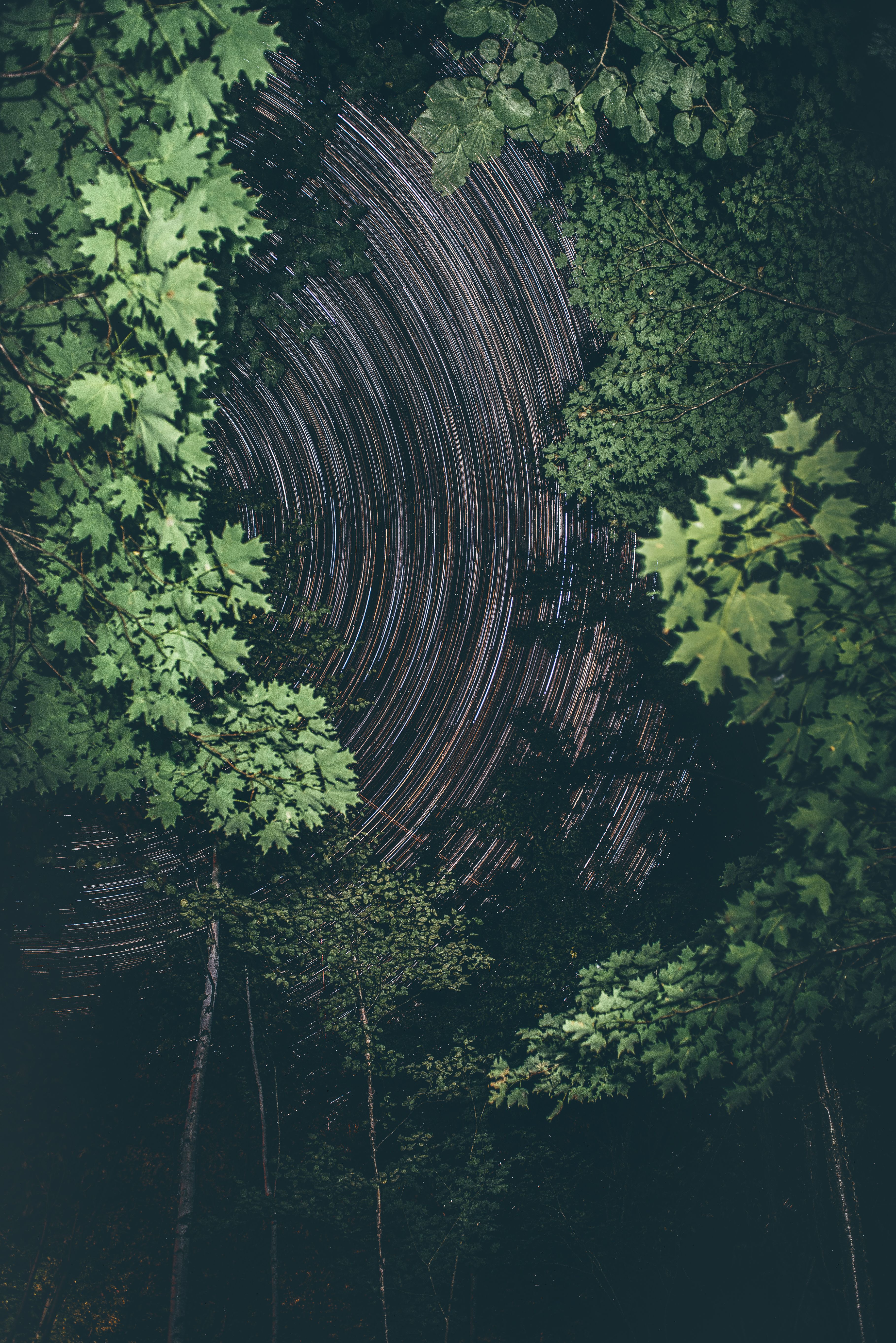 Time Lapse Photography of Green Trees · Free Stock Photo