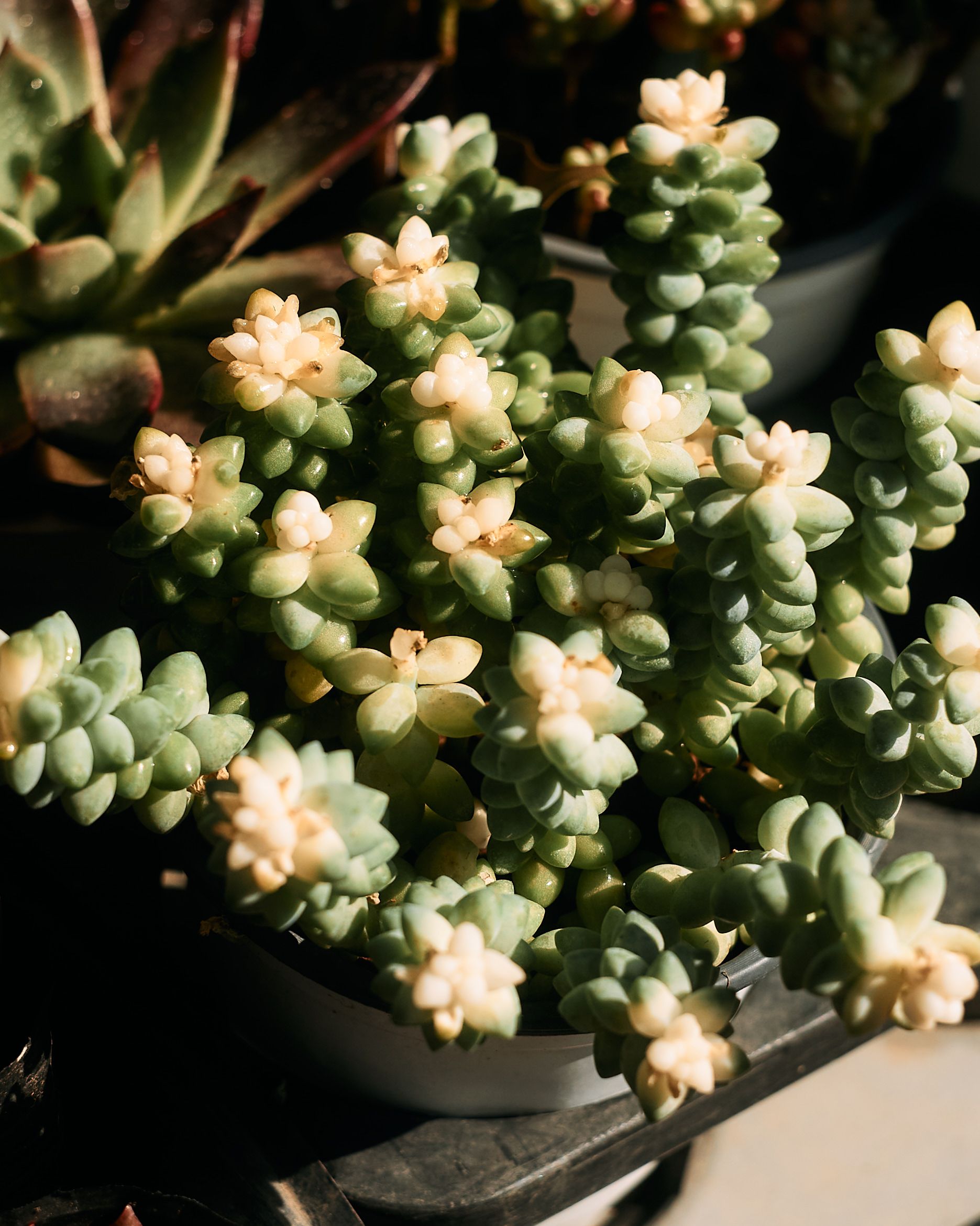 Close-Up of Sedum Succulent Plant in Sunlight · Free Stock Photo