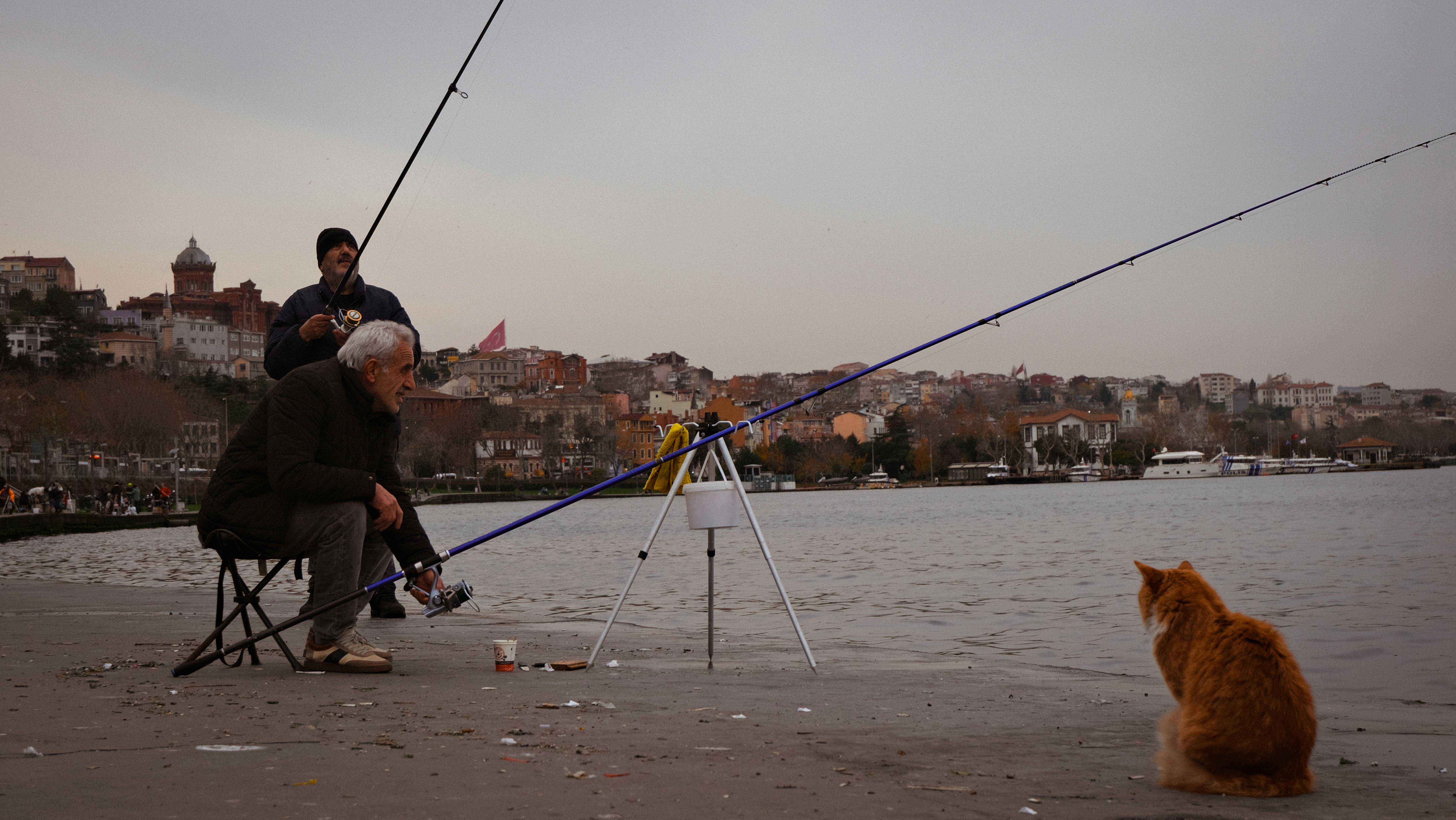 Cat With Gun Photos, Download The BEST Free Cat With Gun Stock Photos ...