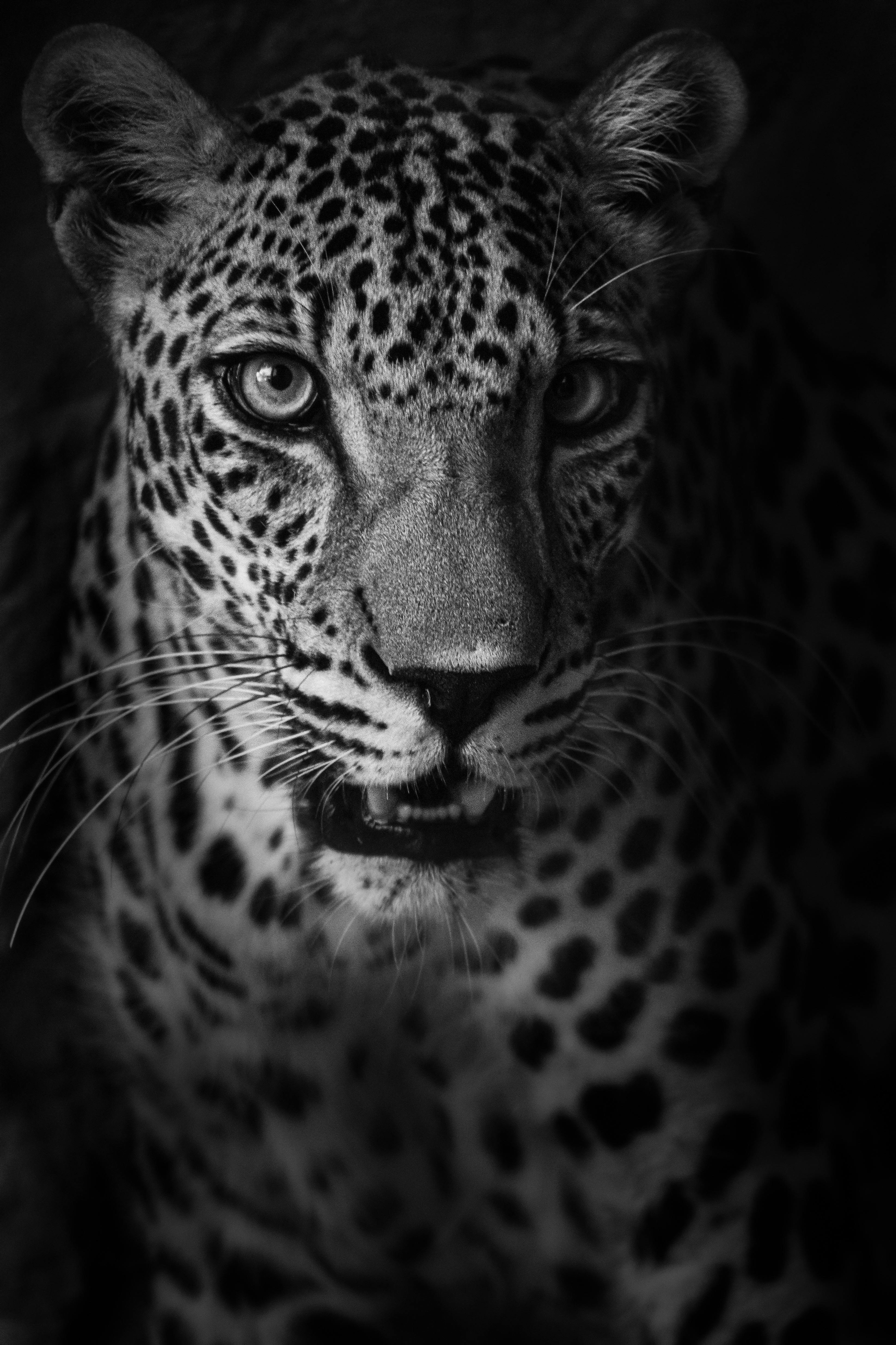 Thug+Hunters+Full+Video Photos, Download The BEST Free Thug+Hunters ...