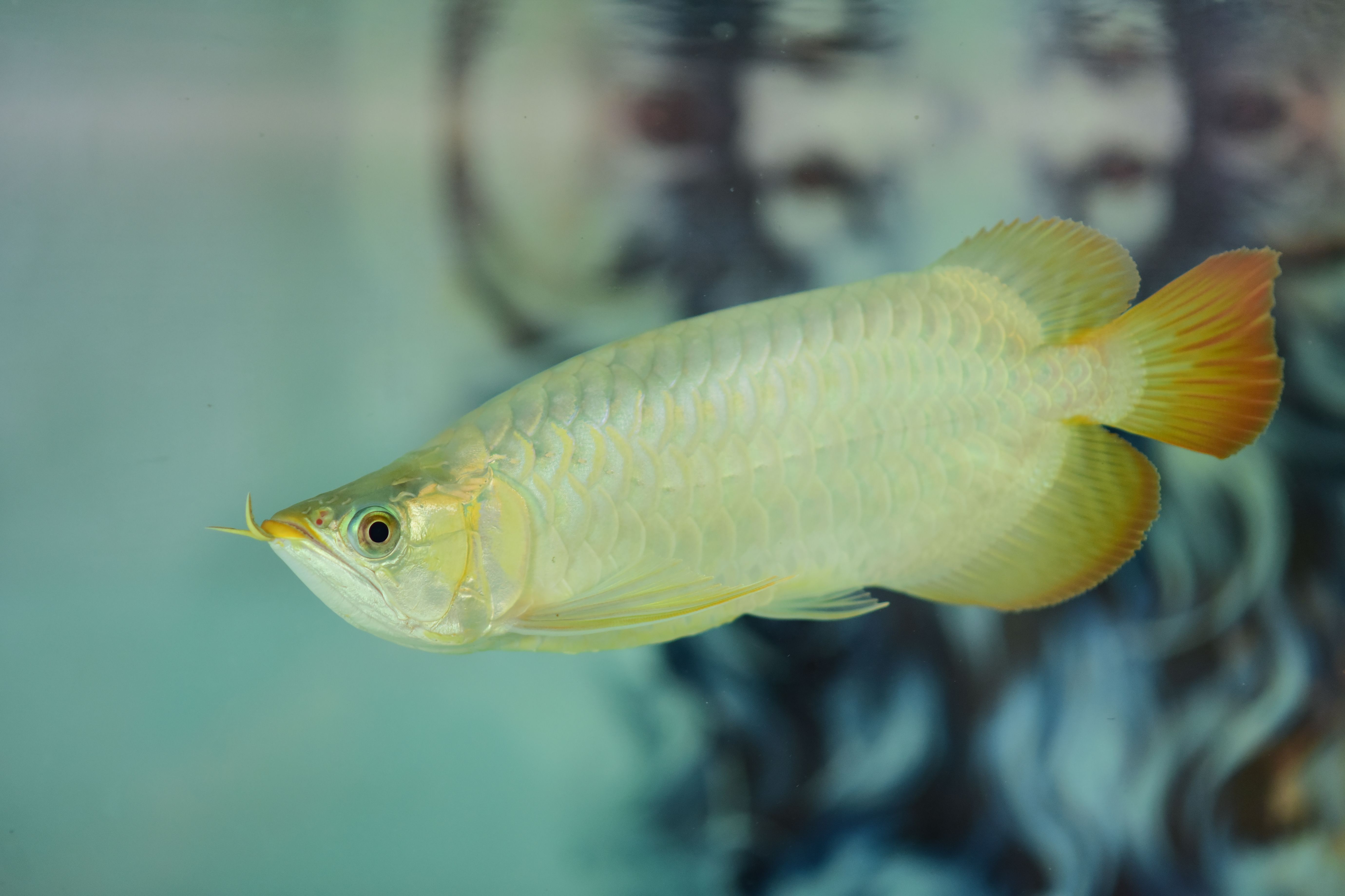 Golden Arowana in Aquarium Close-Up View · Free Stock Photo