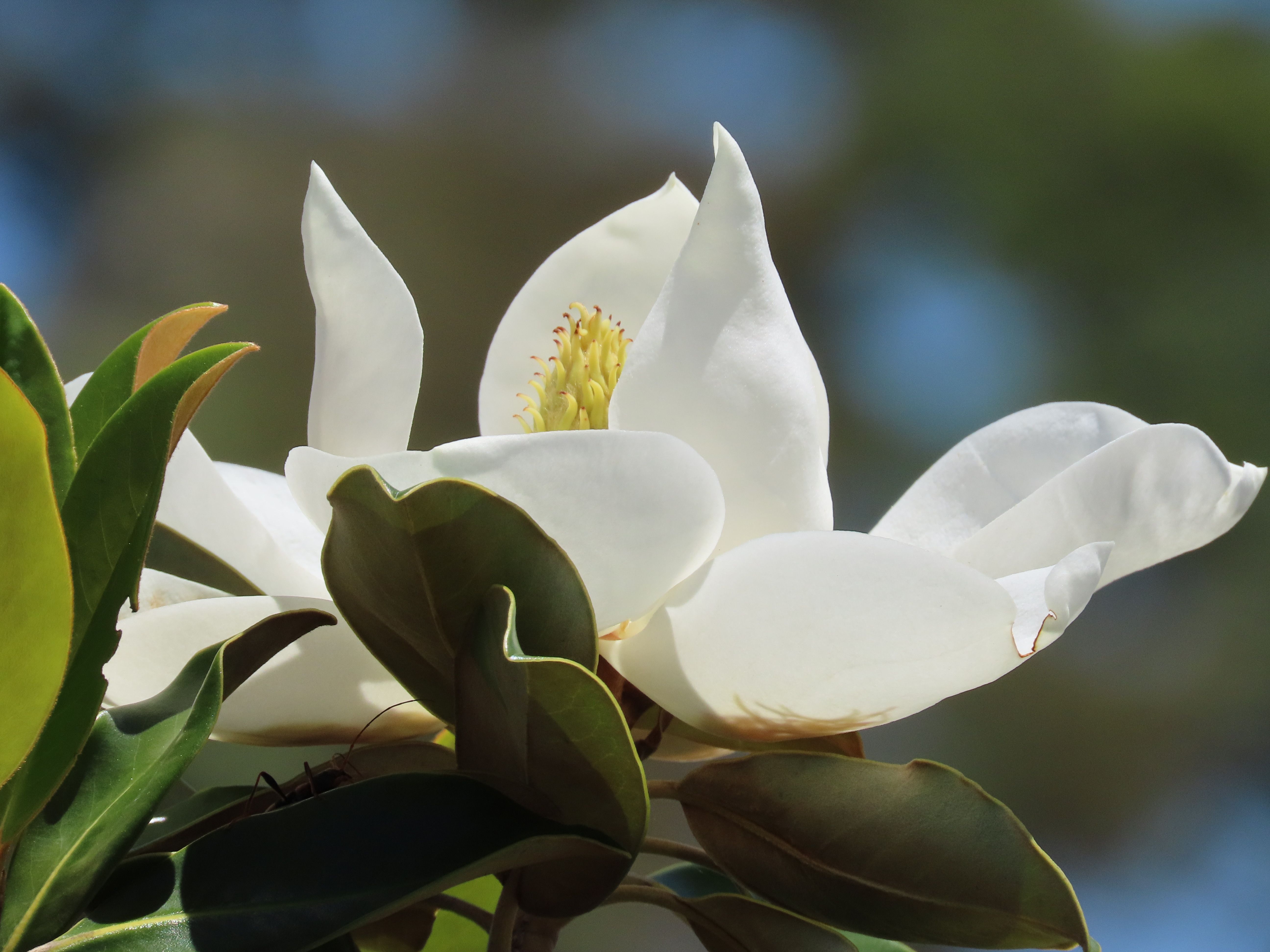 White Magnolia Bloom in Sydney Garden · Free Stock Photo